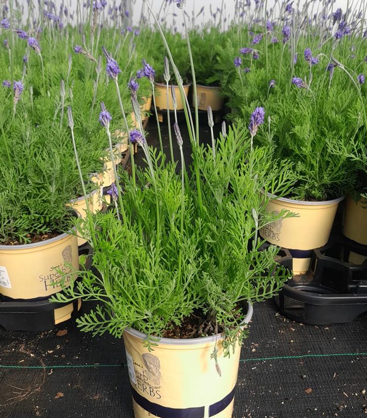 Fernleaf Lavender For Sale Online! | Great Purple Flowers! — Gardens of ...