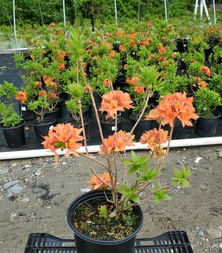 Mandarin Lights Azalea For Sale Online! | Great Orange Blooms ...