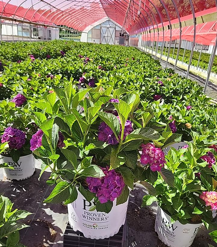 Wee Bit Grumpy® Hydrangea For Sale Online! | Proven Winners — Gardens ...