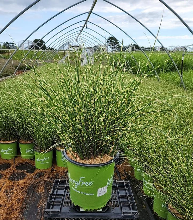 Bandwidth Maiden Grass For Sale Online! | Great Ornamental Grass ...