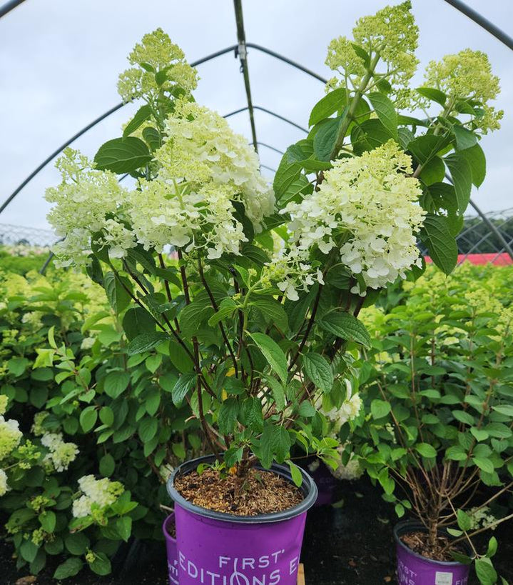 Little Hottie Panicle Hydrangea For Sale Online! | First Editions ...