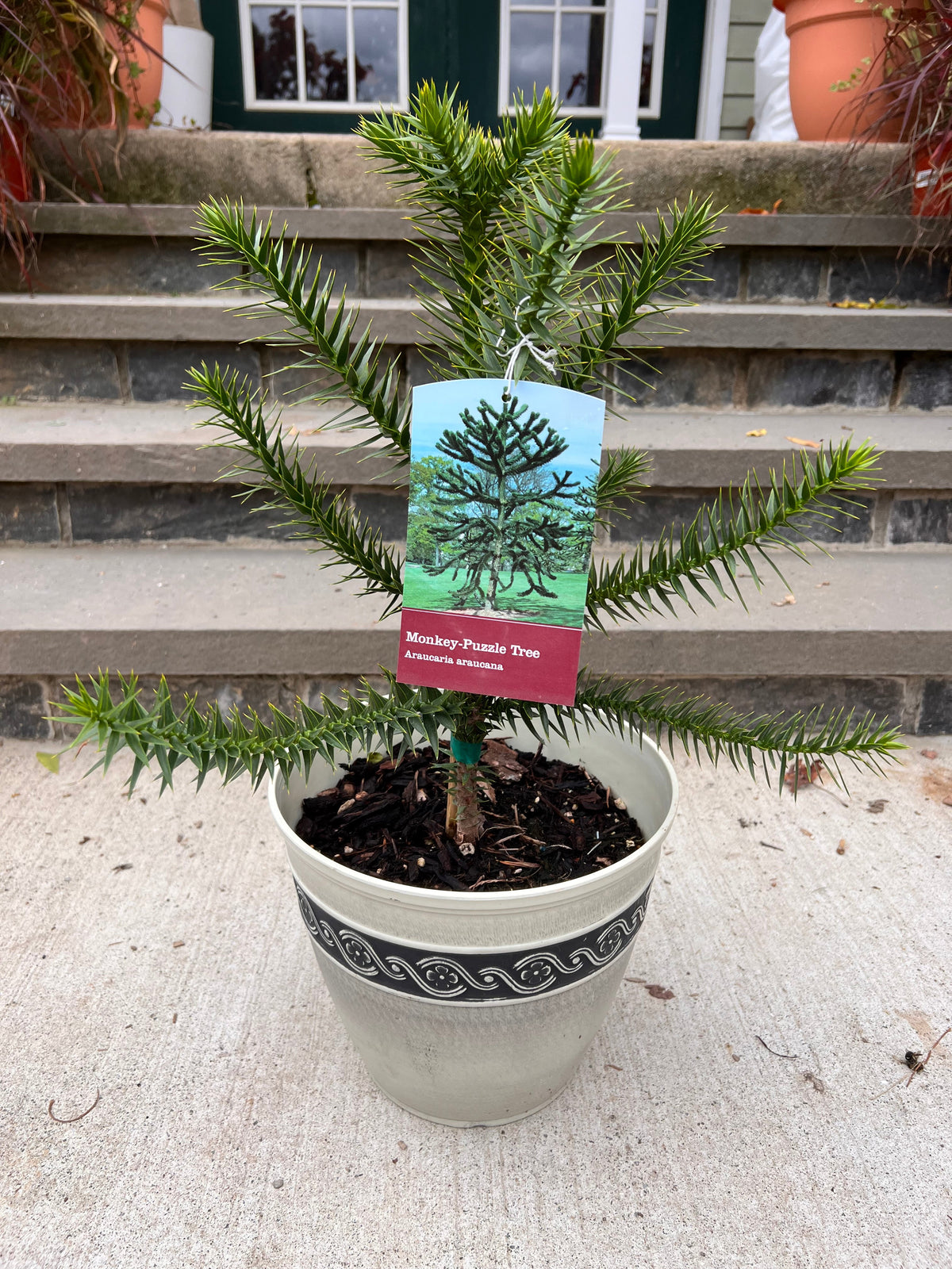 Monkey Puzzle Tree- 8" Deco Pot (1.5ft) — Gardens of the World
