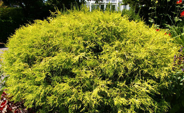 Gold Mop Cypress For Sale Online! — Gardens of the World