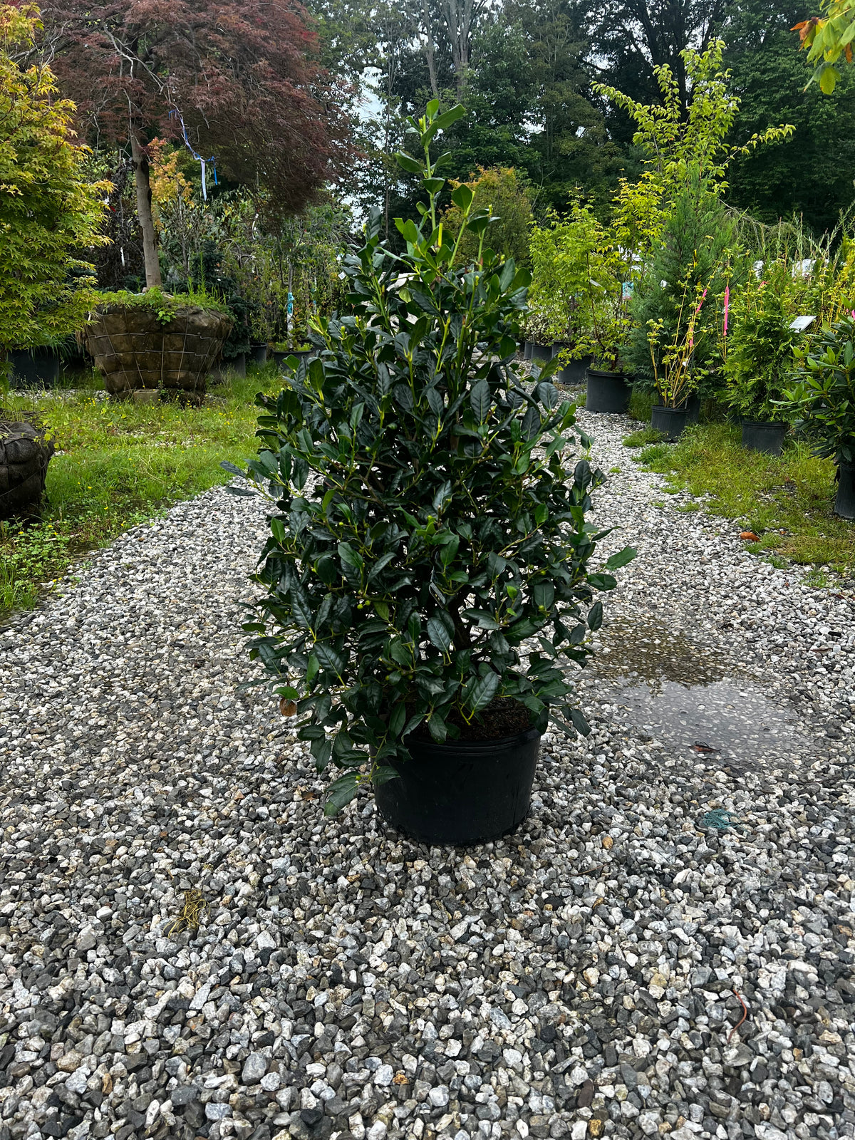 Nellie Stevens Holly Tree For Sale Online | Great Privacy Tree ...