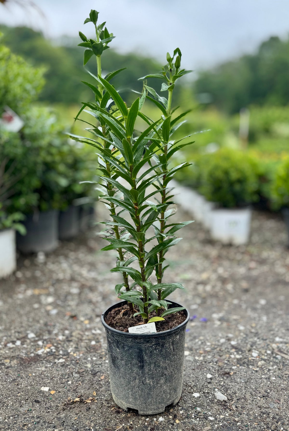 Kaveri Oriental Asiatic Lily For Sale Online! — Gardens of the World