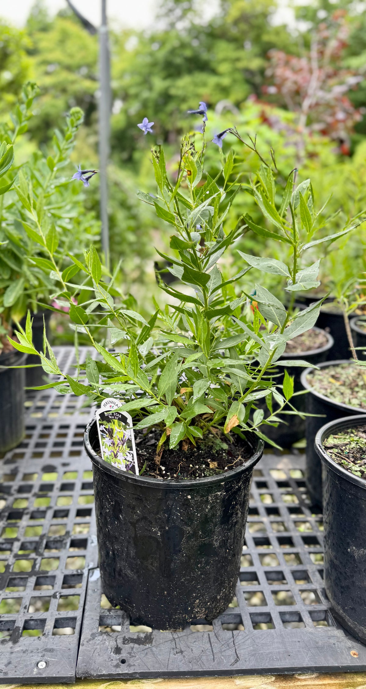 Amsonia Blue Ice (Blue Star) For Sale Online! | Great Blue Flowers ...