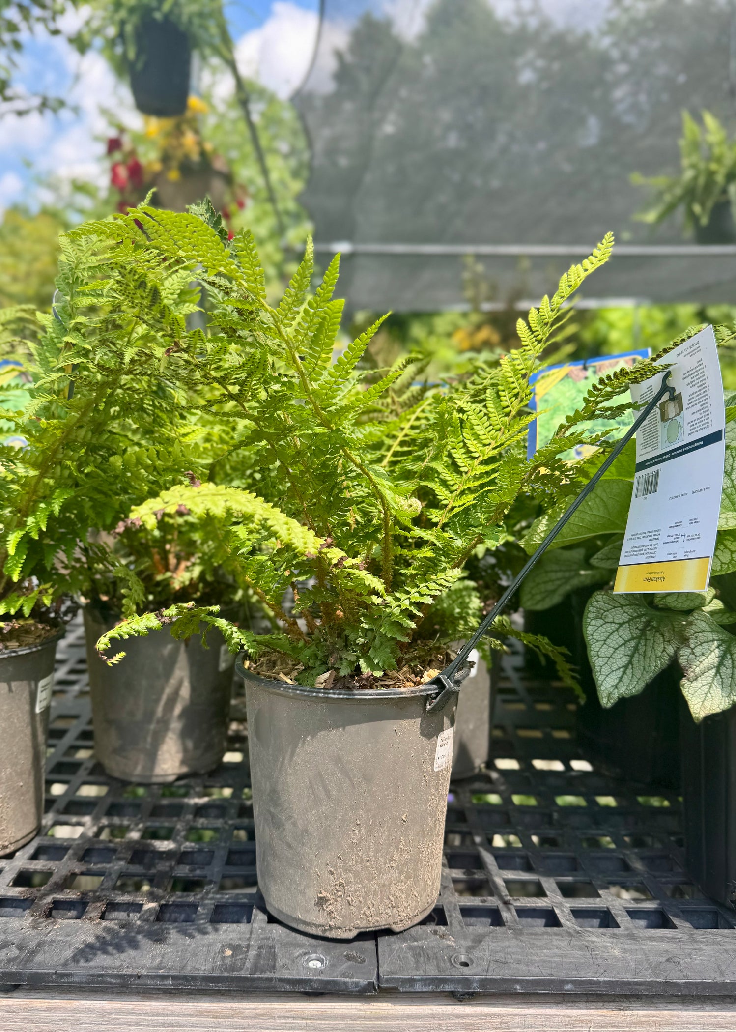 Alaskan Fern For Sale Online! — Gardens of the World