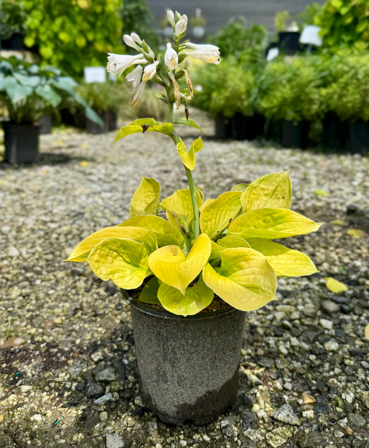 Maui Buttercups Hosta For Sale Online Gardens Of The World