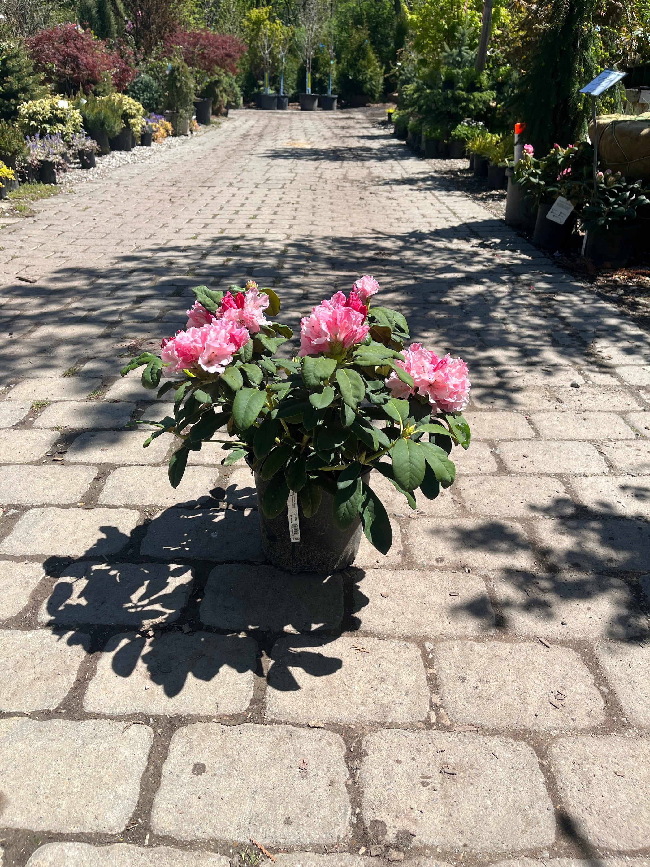 Yaku Prince Rhododendron For Sale Online! | Deep Pink Buds! — Gardens ...