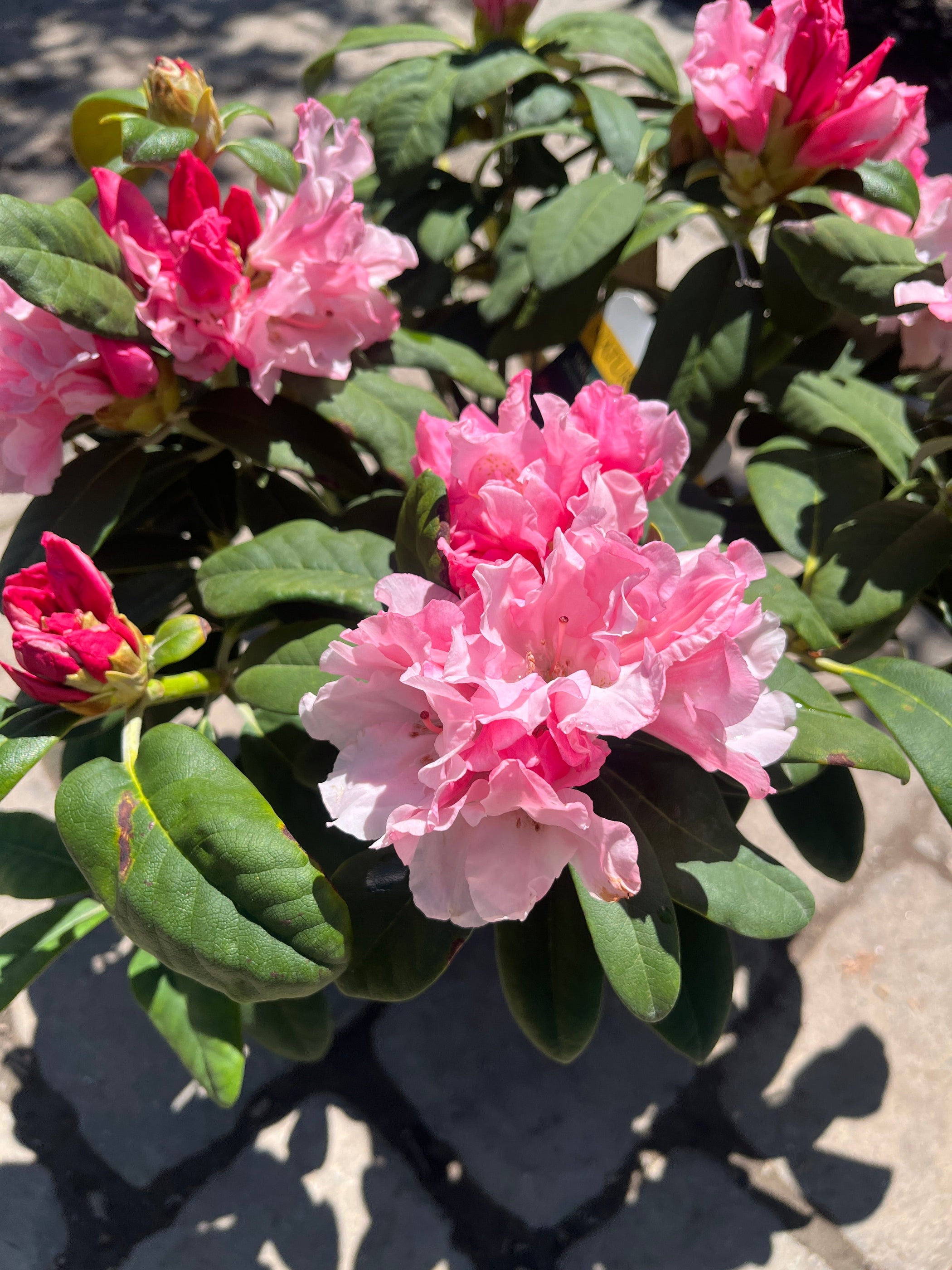 Yaku Prince Rhododendron For Sale Online! | Deep Pink Buds! — Gardens ...