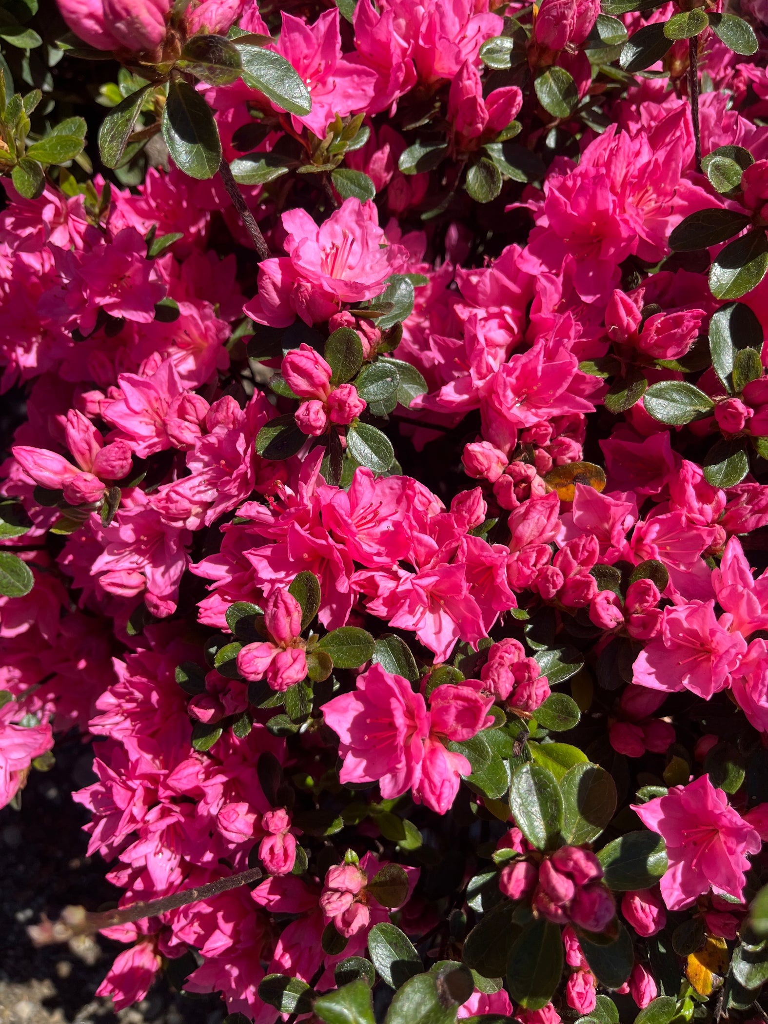 Tradition Azalea For Sale Online! | Great Pink Flowers In Spring ...