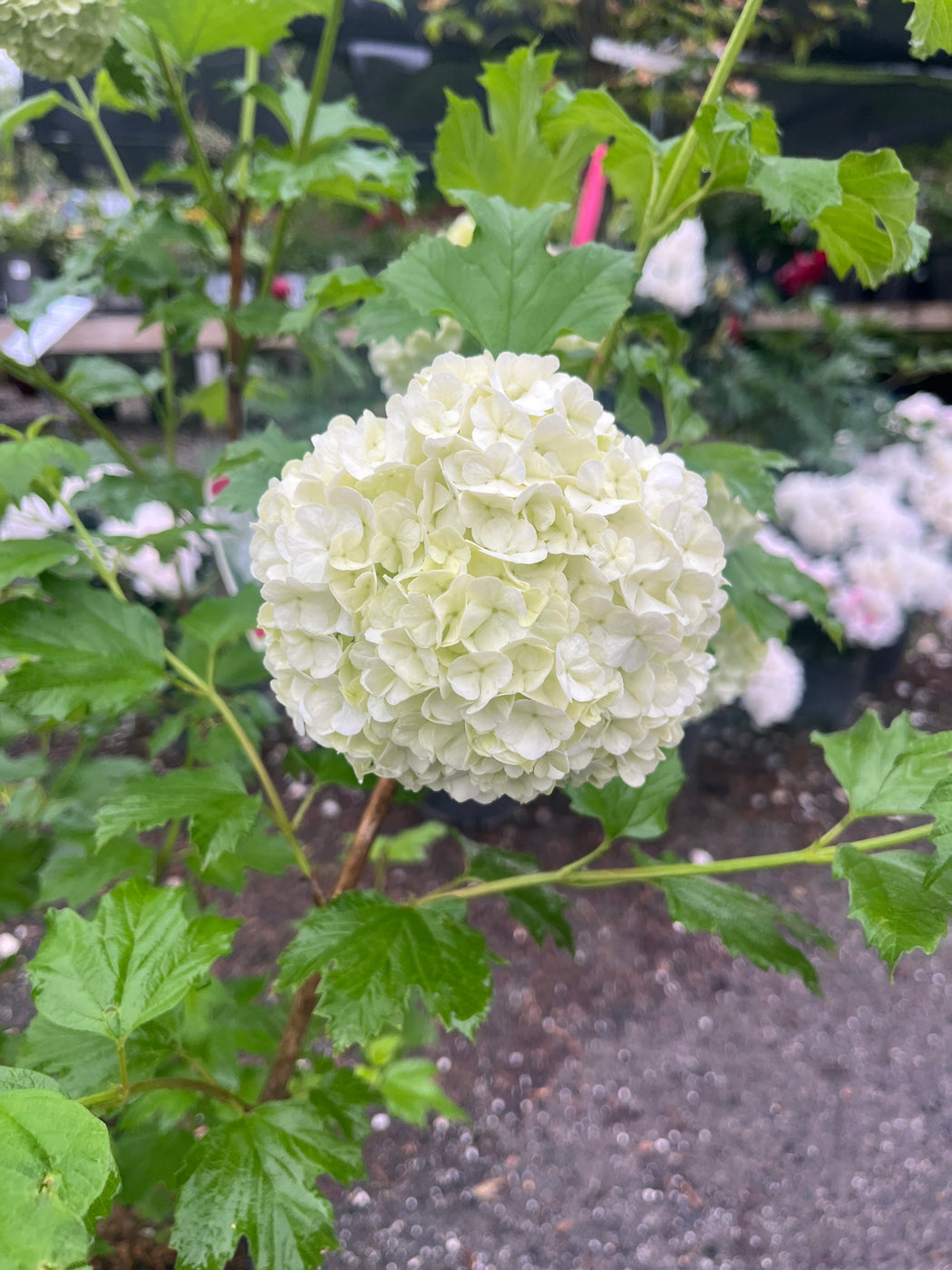 Eastern Snowball Viburnum For Sale Online ! | Fragrant White Flowers ...