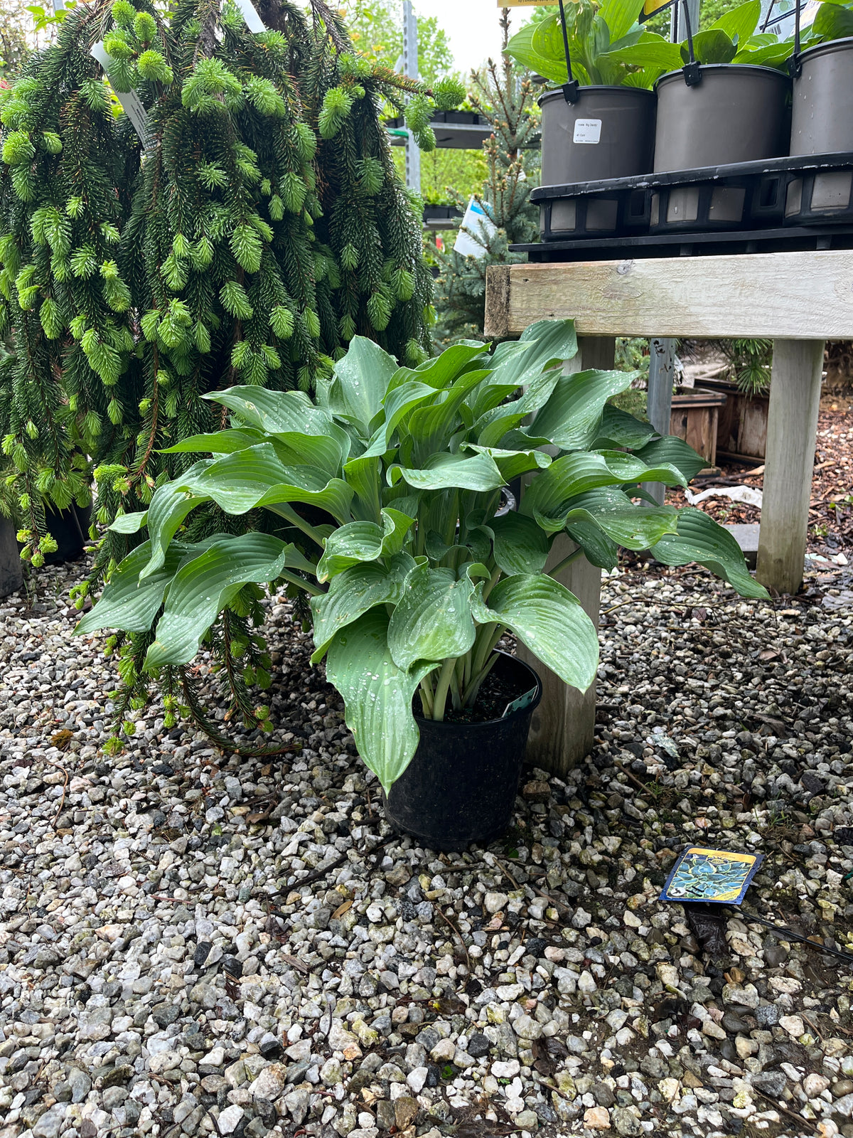 Regal Splendor Hosta For Sale Online! | Great Shade Perennial ...