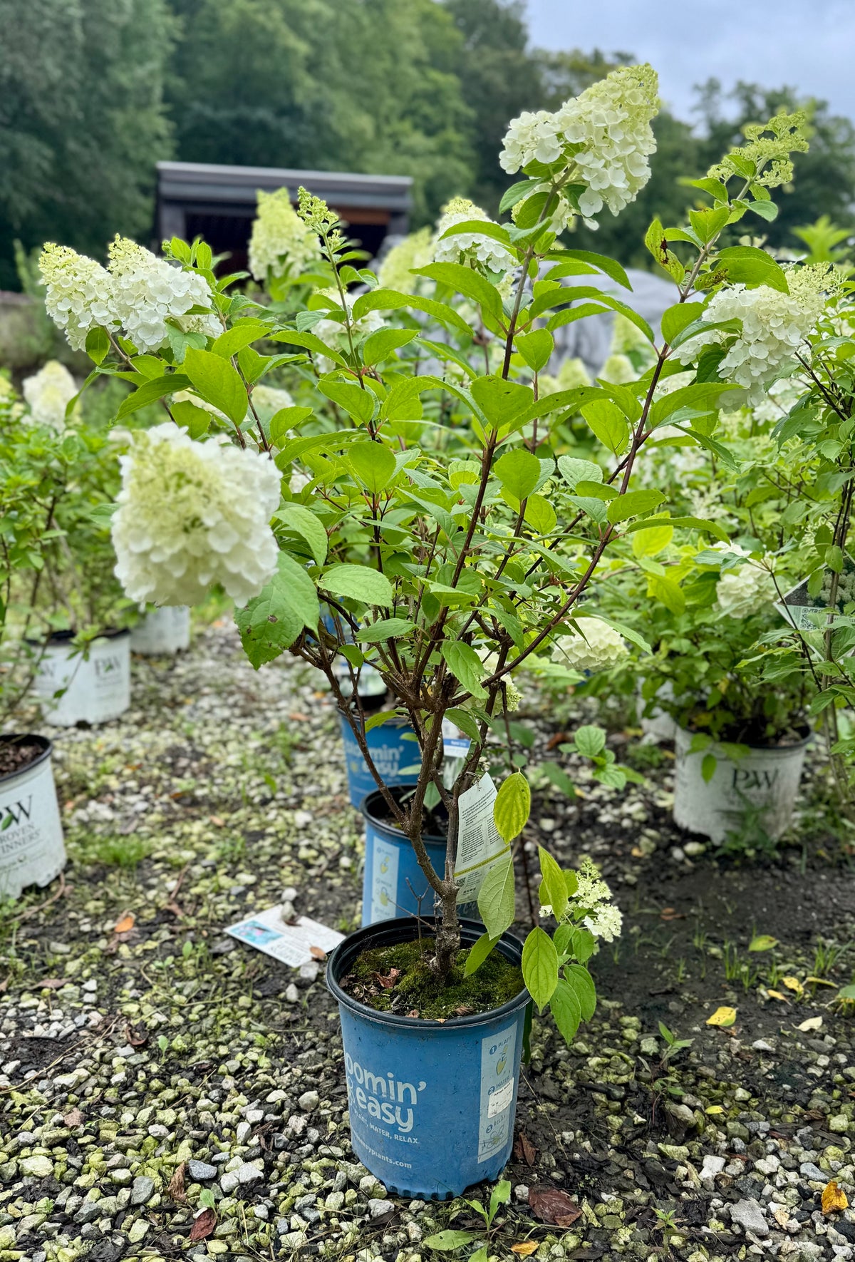 Moonrock® Hardy Hydrangea — Gardens of the World