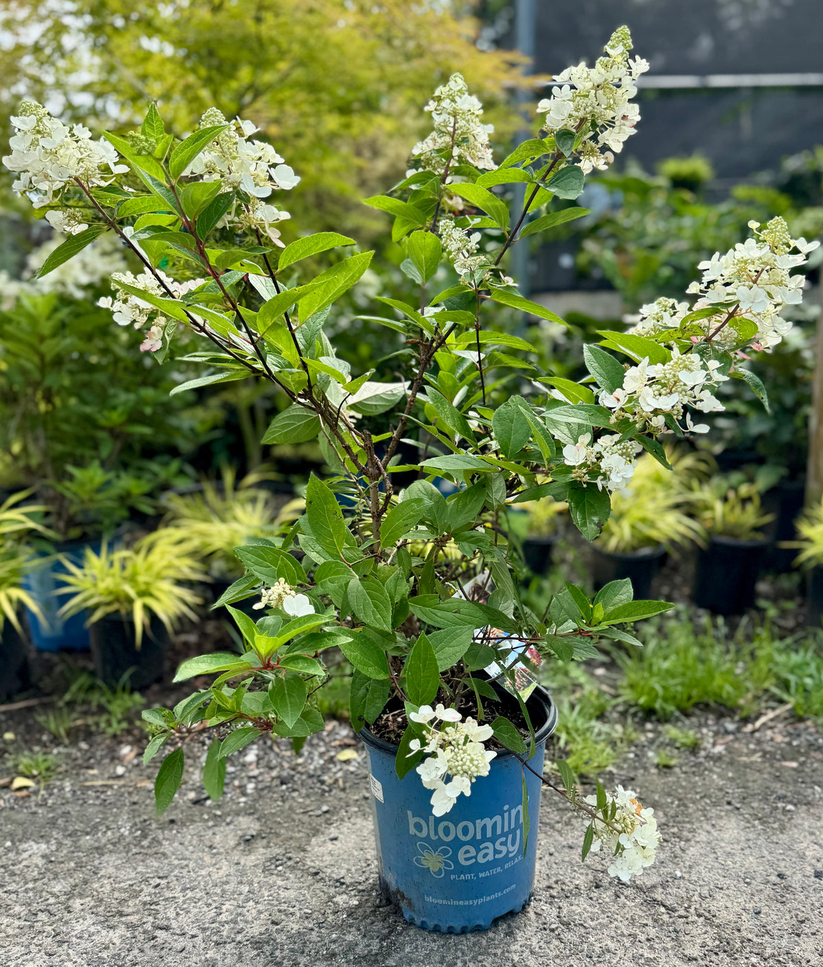 Flare™ Hardy Hydrangea For Sale Online! | Bloomin' Easy — Gardens of ...