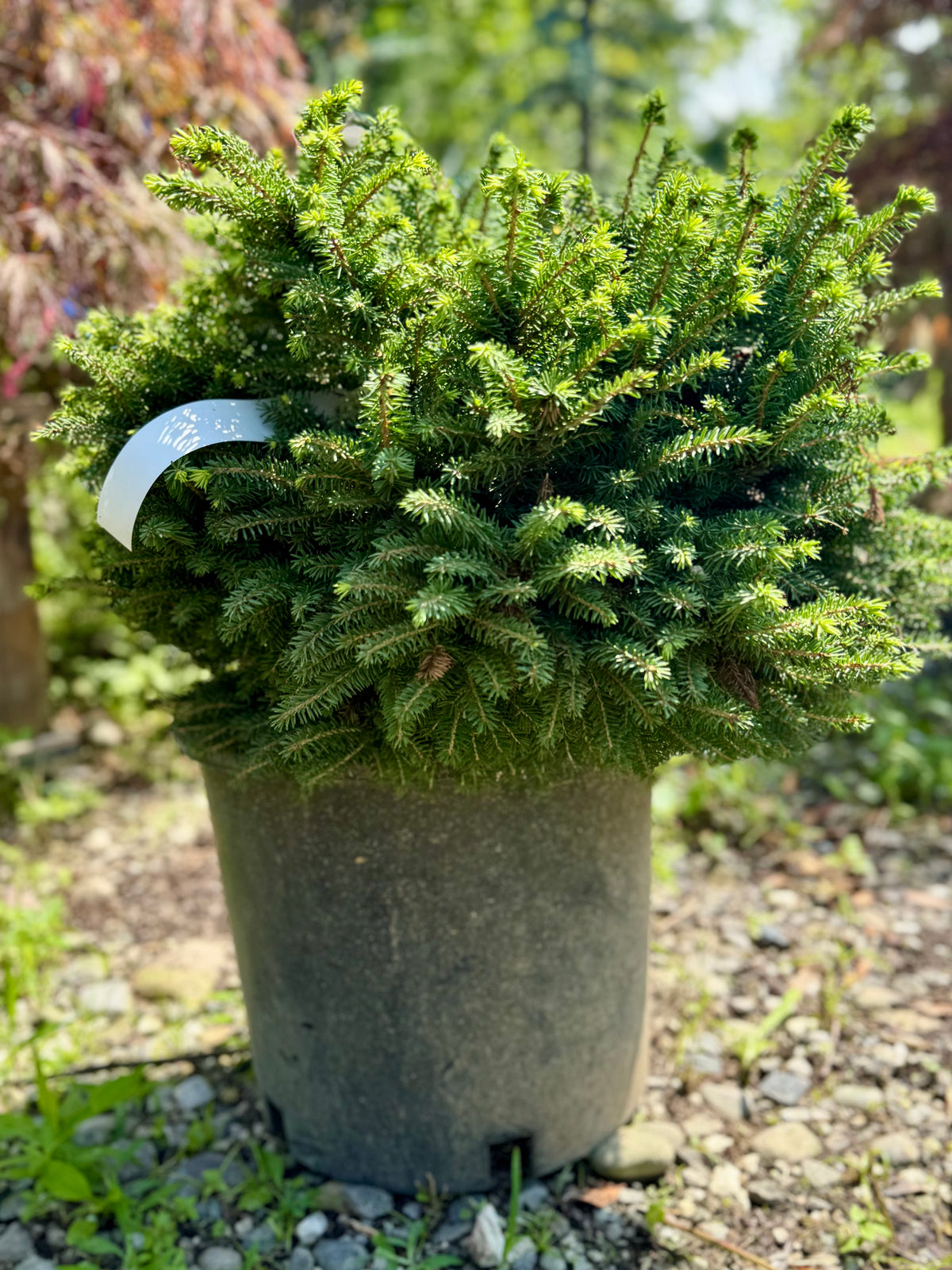 Little Gem Norway Spruce For Sale Online | Low Maintenance Evergreen ...