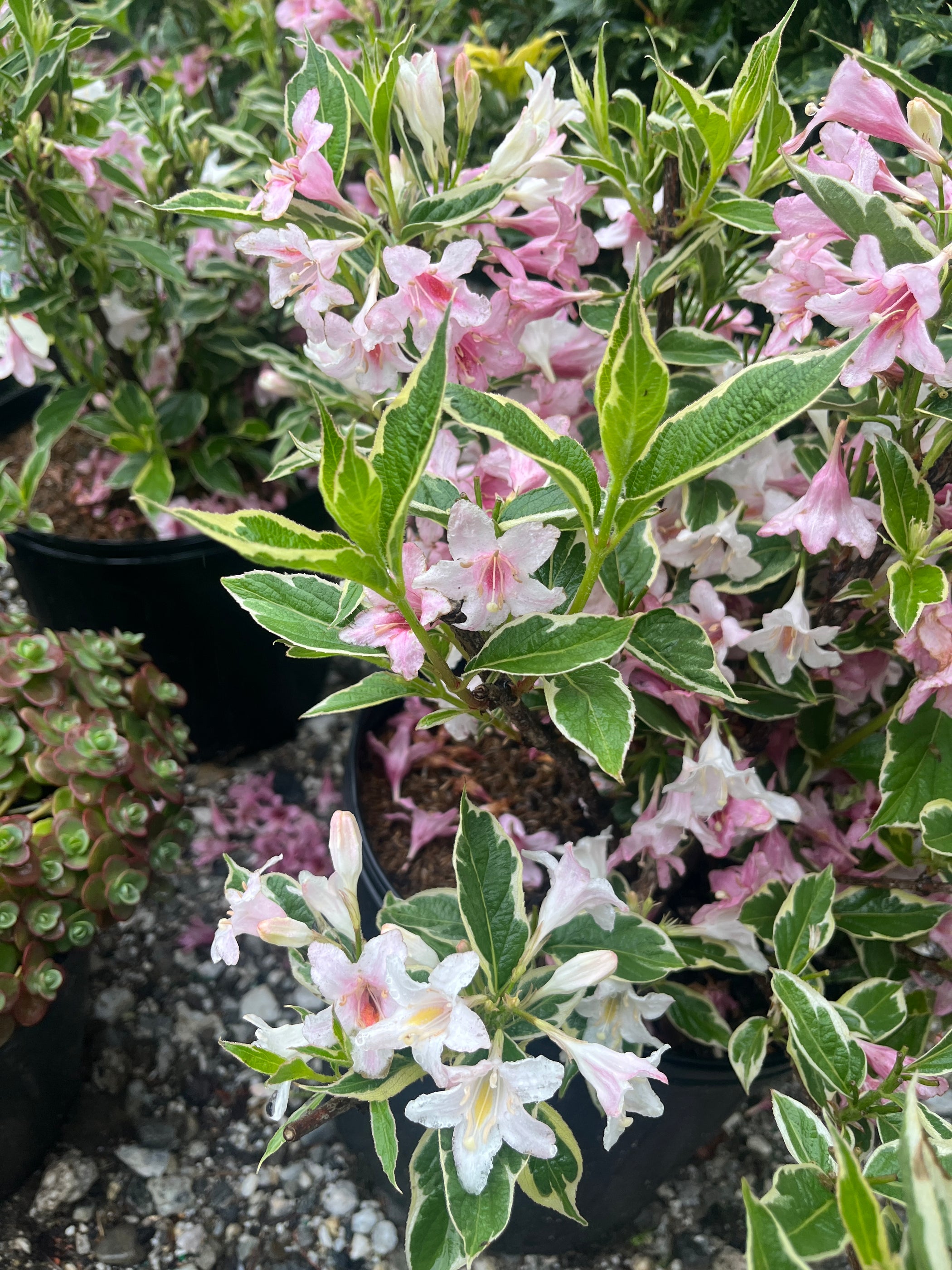 Variegated Weigela For Sale Online! | Great Pink Blooms! — Gardens of ...