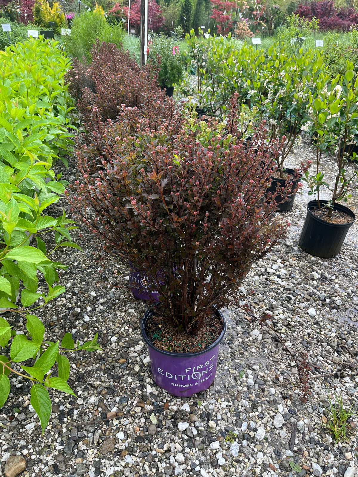 Little Devil™ Ninebark For Sale Online! | Great First Editions Shrub ...