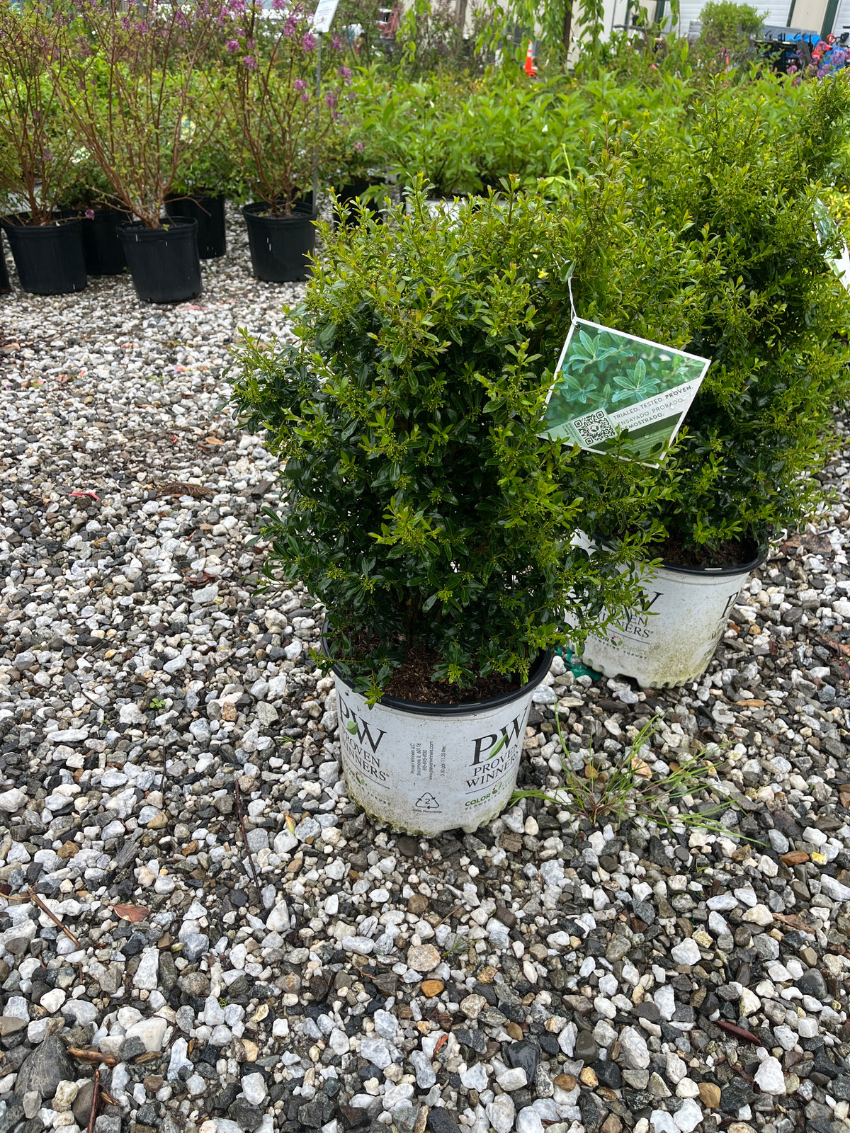 Squeeze Box® Inkberry Holly For Sale Online | Compact Size! — Gardens ...