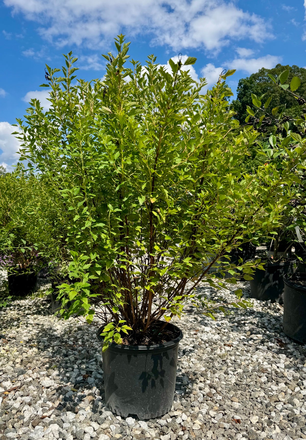 Raspberry Lemonade Ninebark Sold Online | Compact Size, Bright Foliage ...