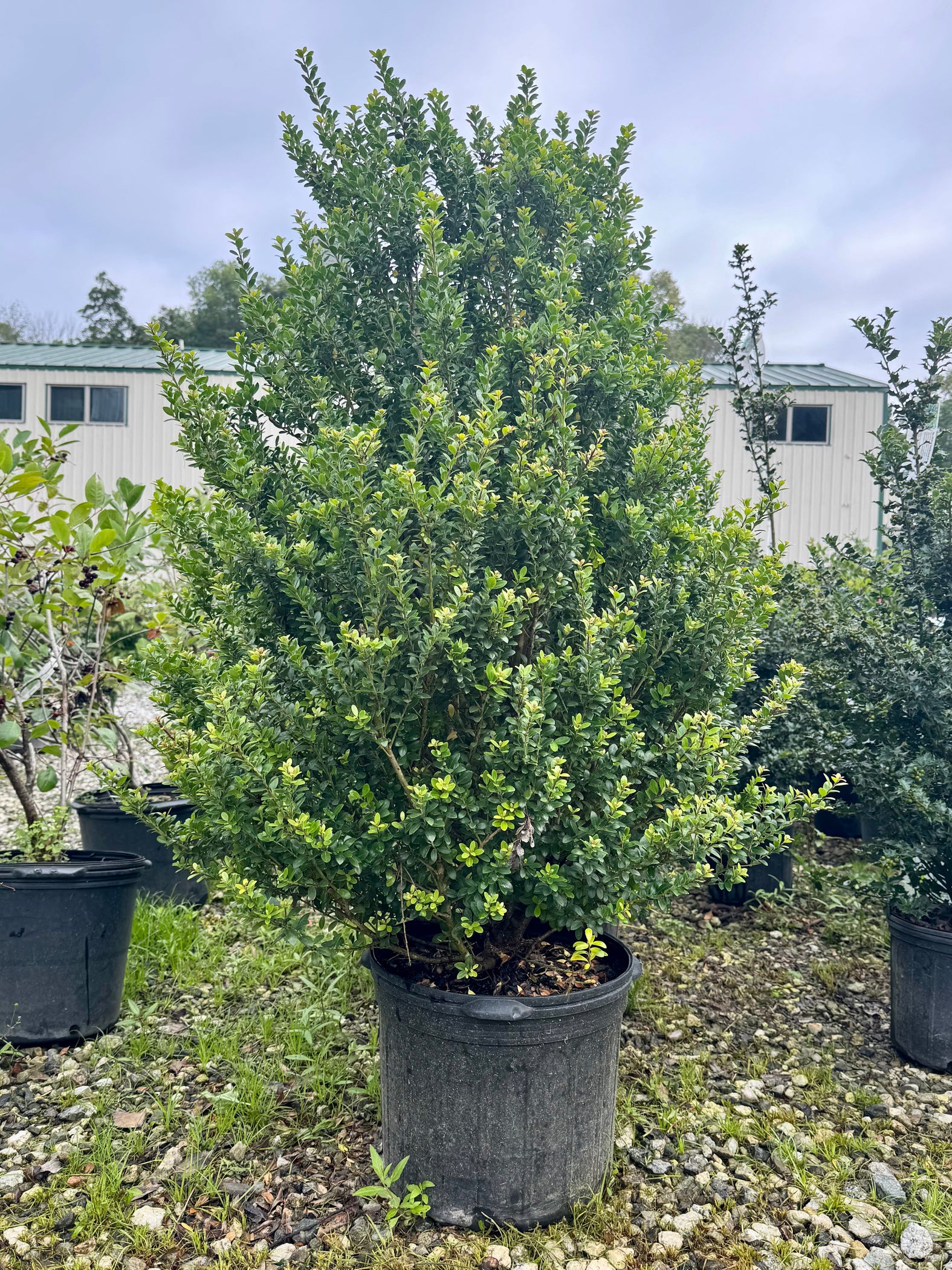 Steeds Japanese Holly For Sale Online! — Gardens of the World