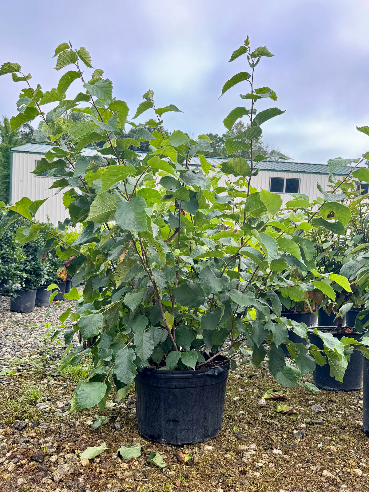 American Hazelnut For Sale Online | Native Species! — Gardens of the World