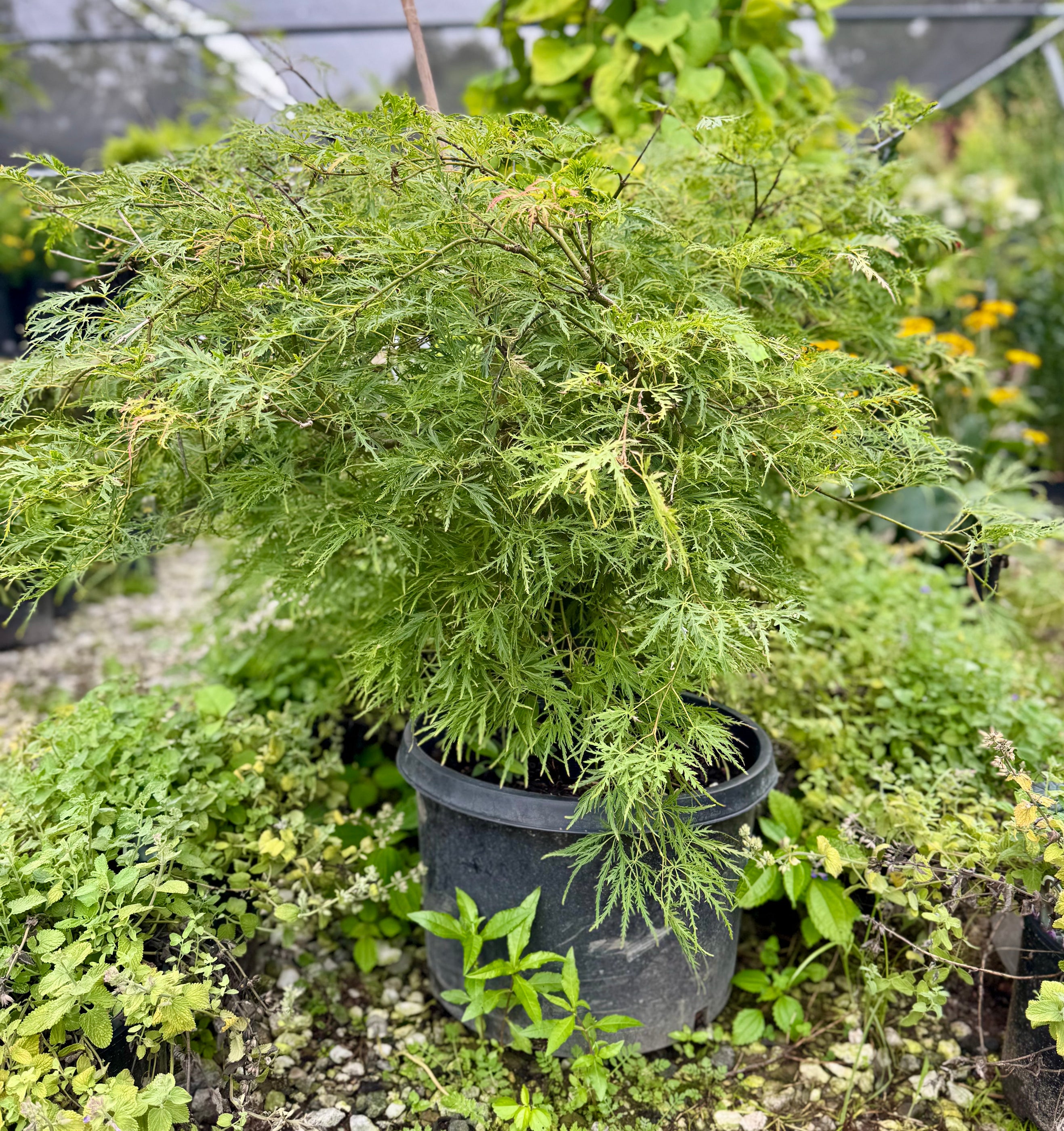 Green Lace Leaf Japanese Maple For Sale Online | Ships Nationwide ...