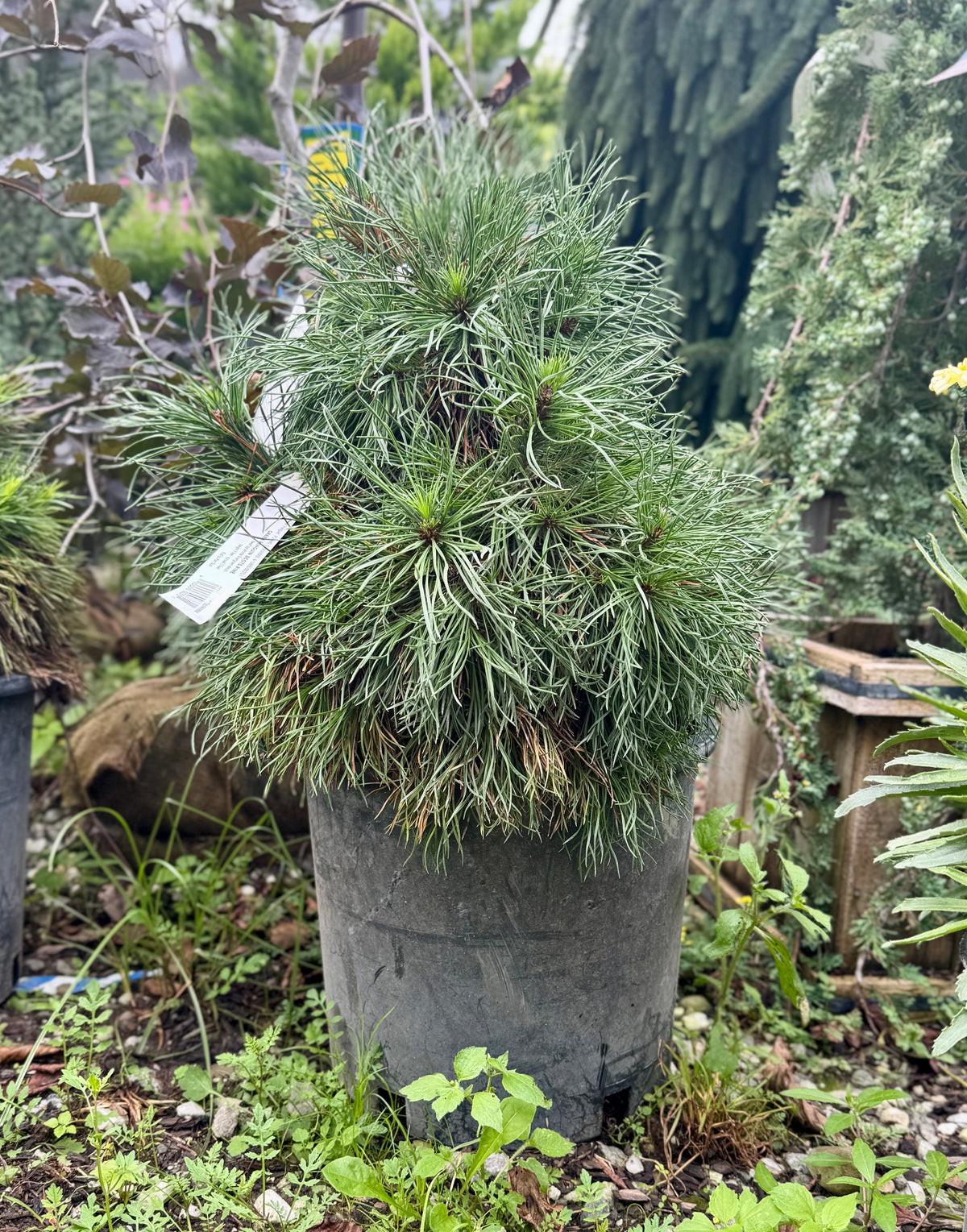 Green Penguin Dwarf Scotch Pine For Sale Online! — Gardens of the World