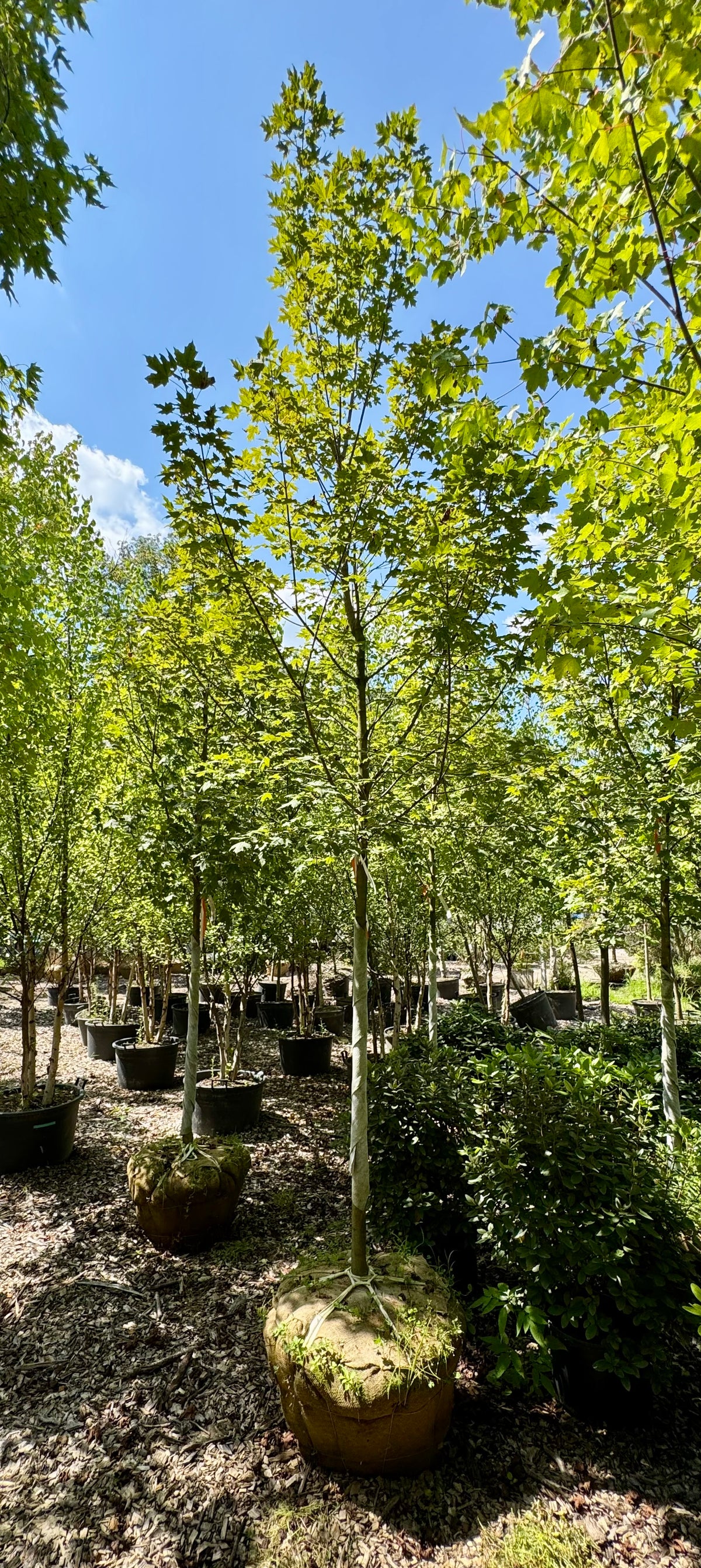XL Legacy Sugar Maple Sold Online For Local Delivery! — Gardens of the ...