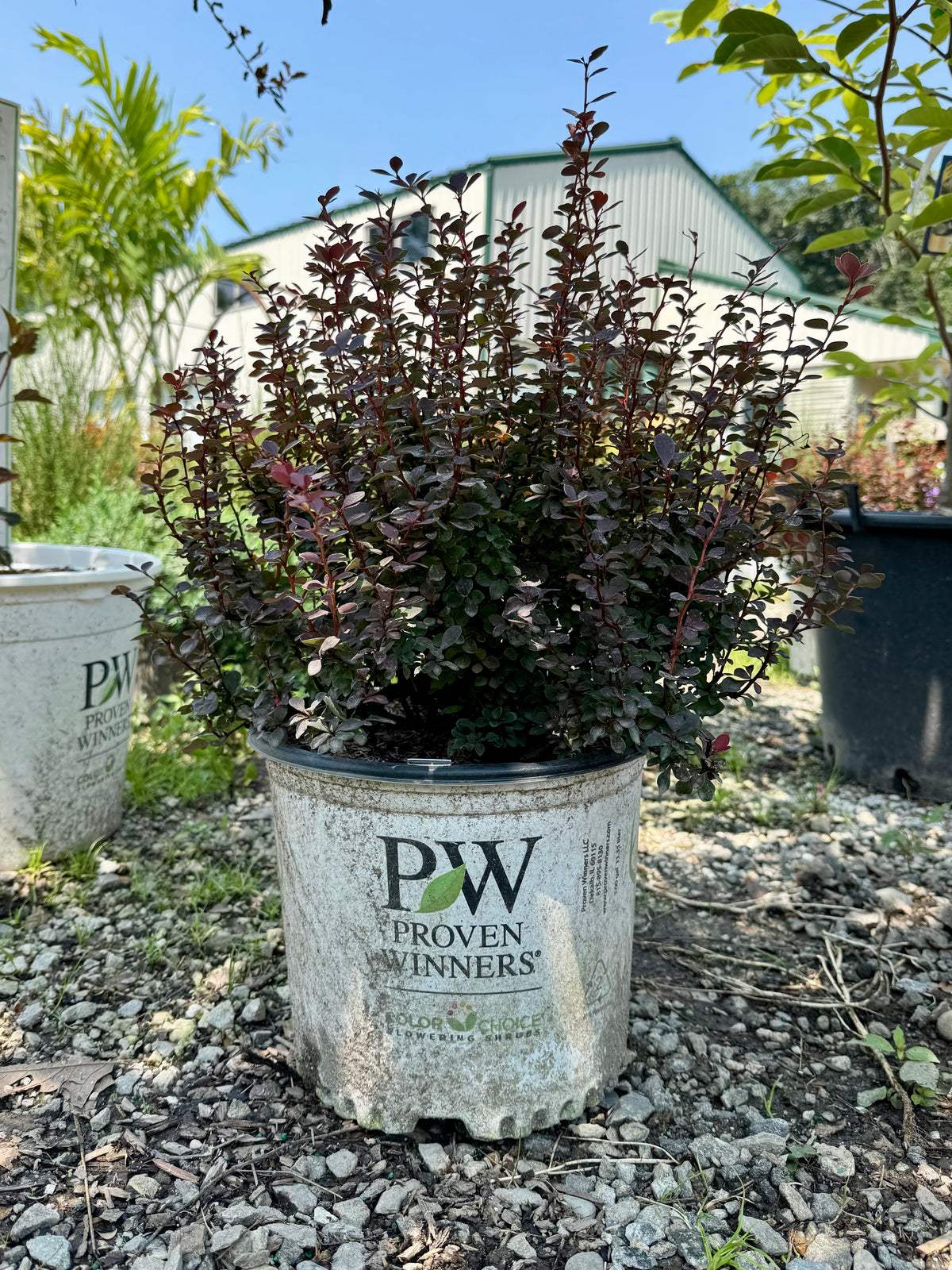 Sunjoy Mini Maroon Barberry For Sale Online! | Proven Winners — Gardens ...