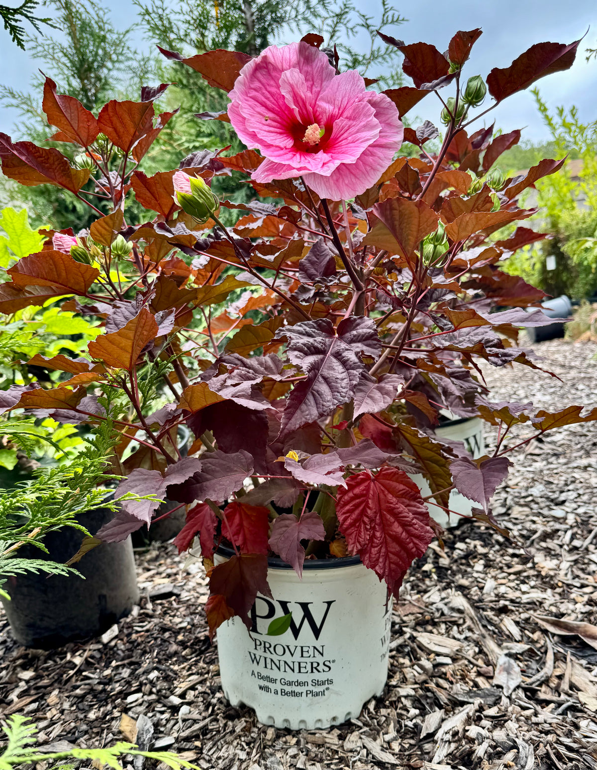 Summerific® Evening Rose Rose Mallow (Hibiscus) For Sale Online ...