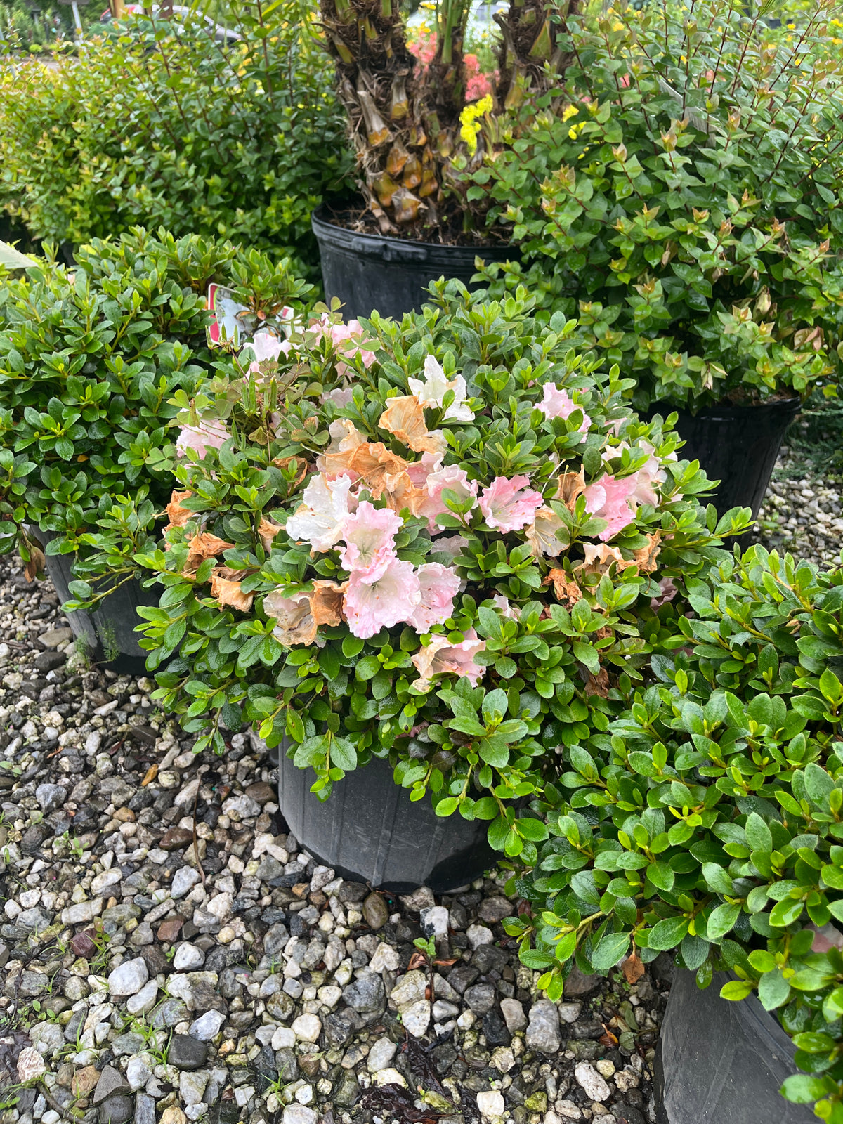 Gumpo Pink Dwarf Azalea For Sale Online! | Great Spring Flowers ...