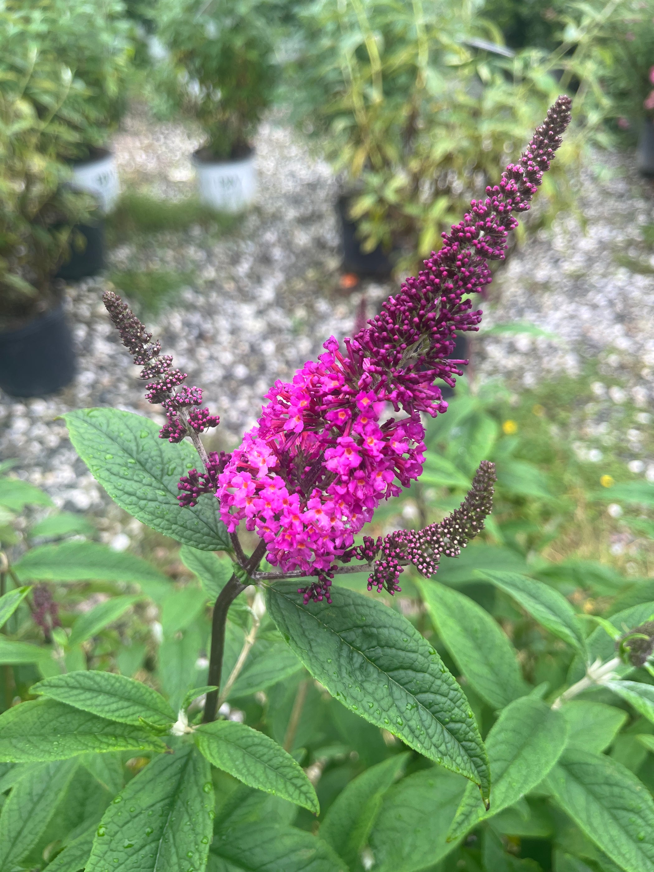 Miss Ruby Butterfly Bush For Sale Online | Deep Pink Blooms! — Gardens ...