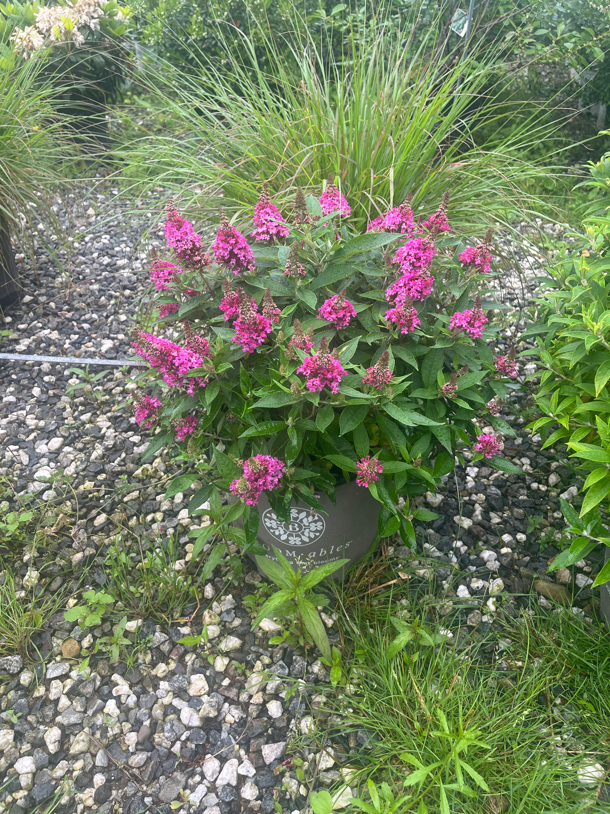 Dapper Pink Butterfly Bush For Sale Online | Compact Size! — Gardens of ...