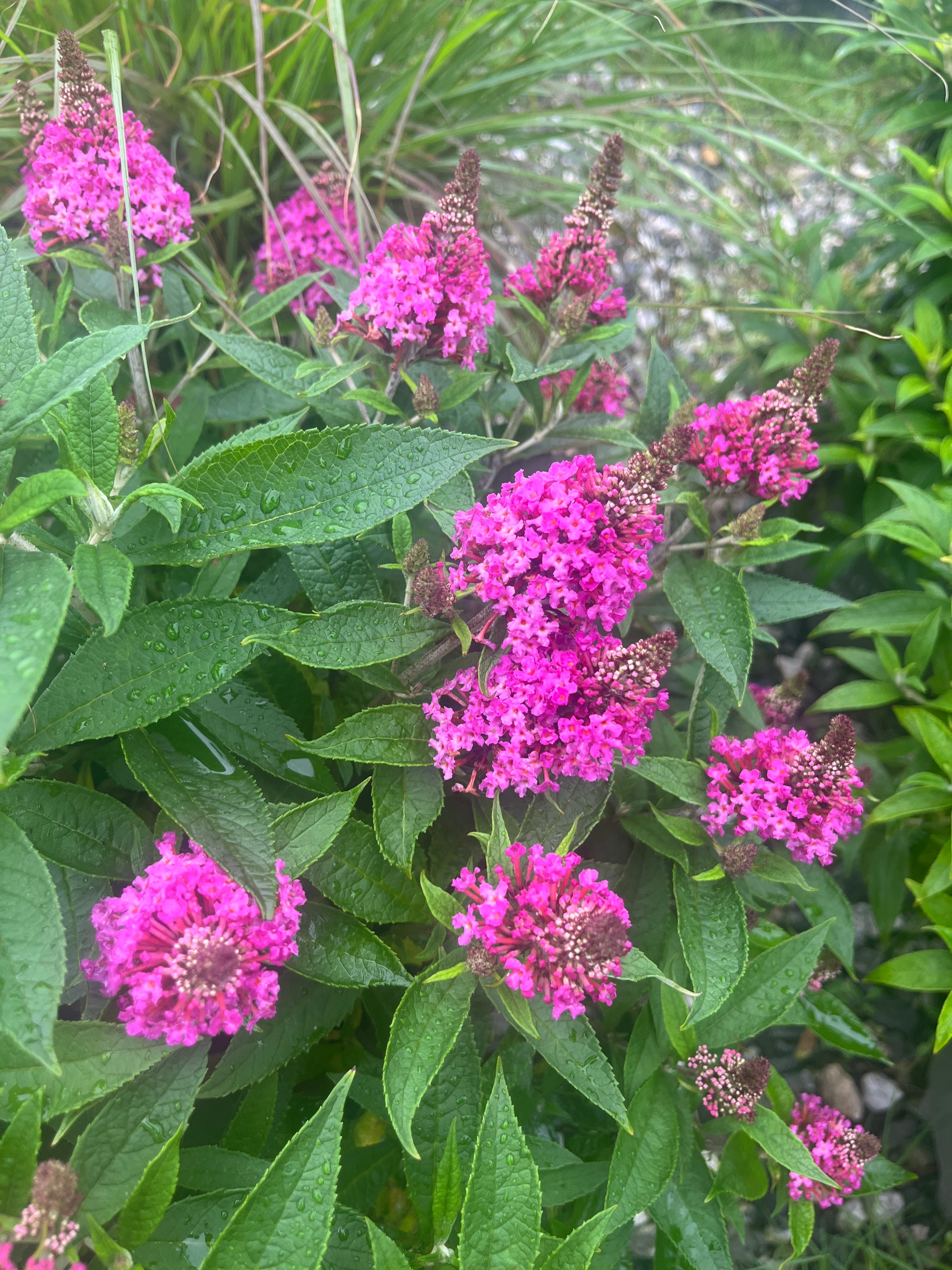 Dapper Pink Butterfly Bush For Sale Online | Compact Size! — Gardens of ...