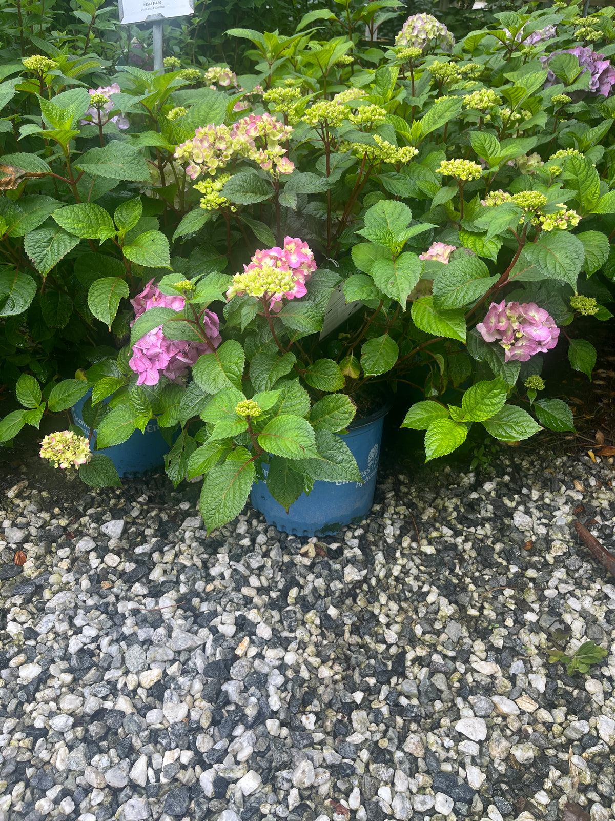 Endless Summer® BloomStruck® Hydrangea For Sale Online! — Gardens of ...