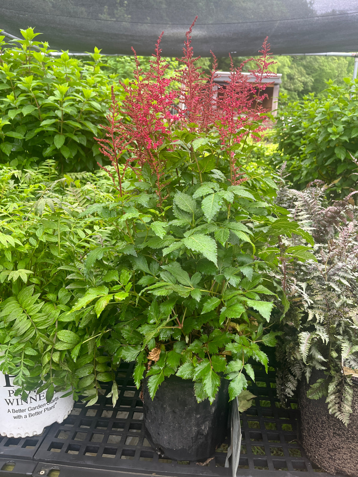 Montgomery Astilbe For Sale Online! | Great Red Plumes! — Gardens of ...