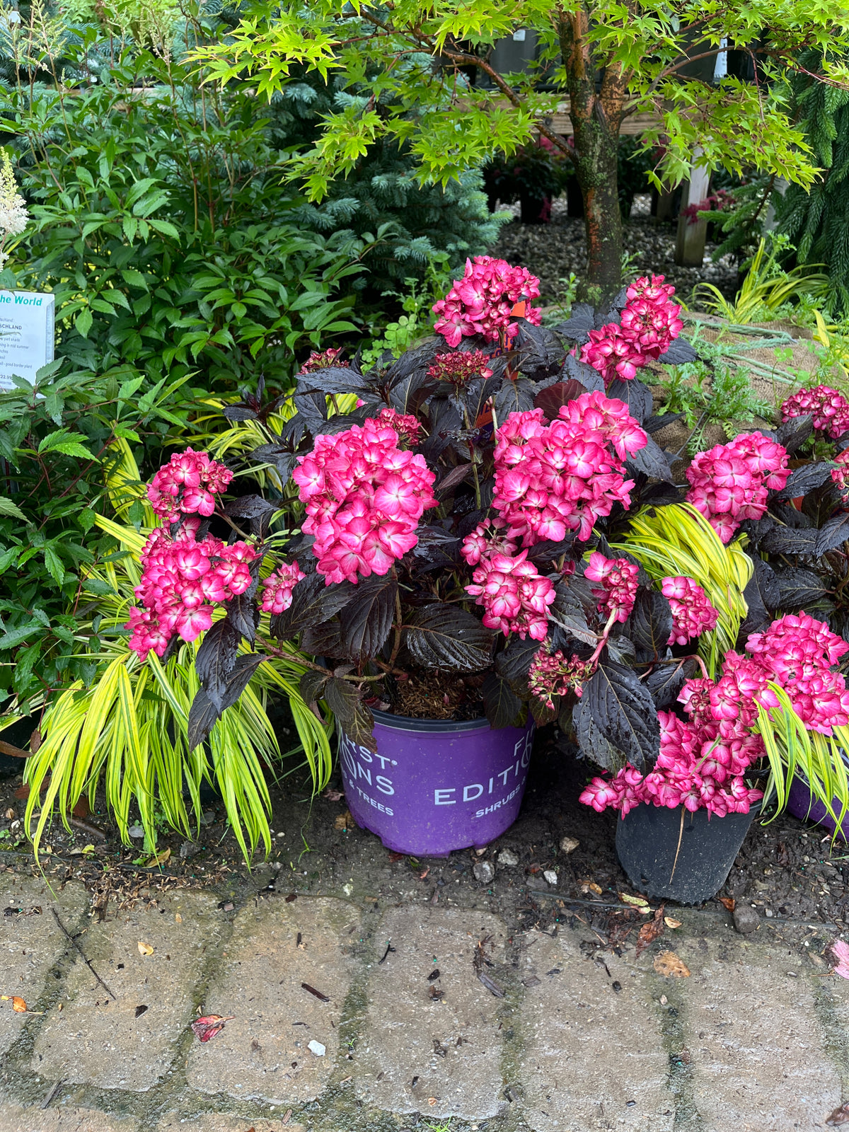 Eclipse® Bigleaf Hydrangea For Sale Online! | First Editions — Gardens ...