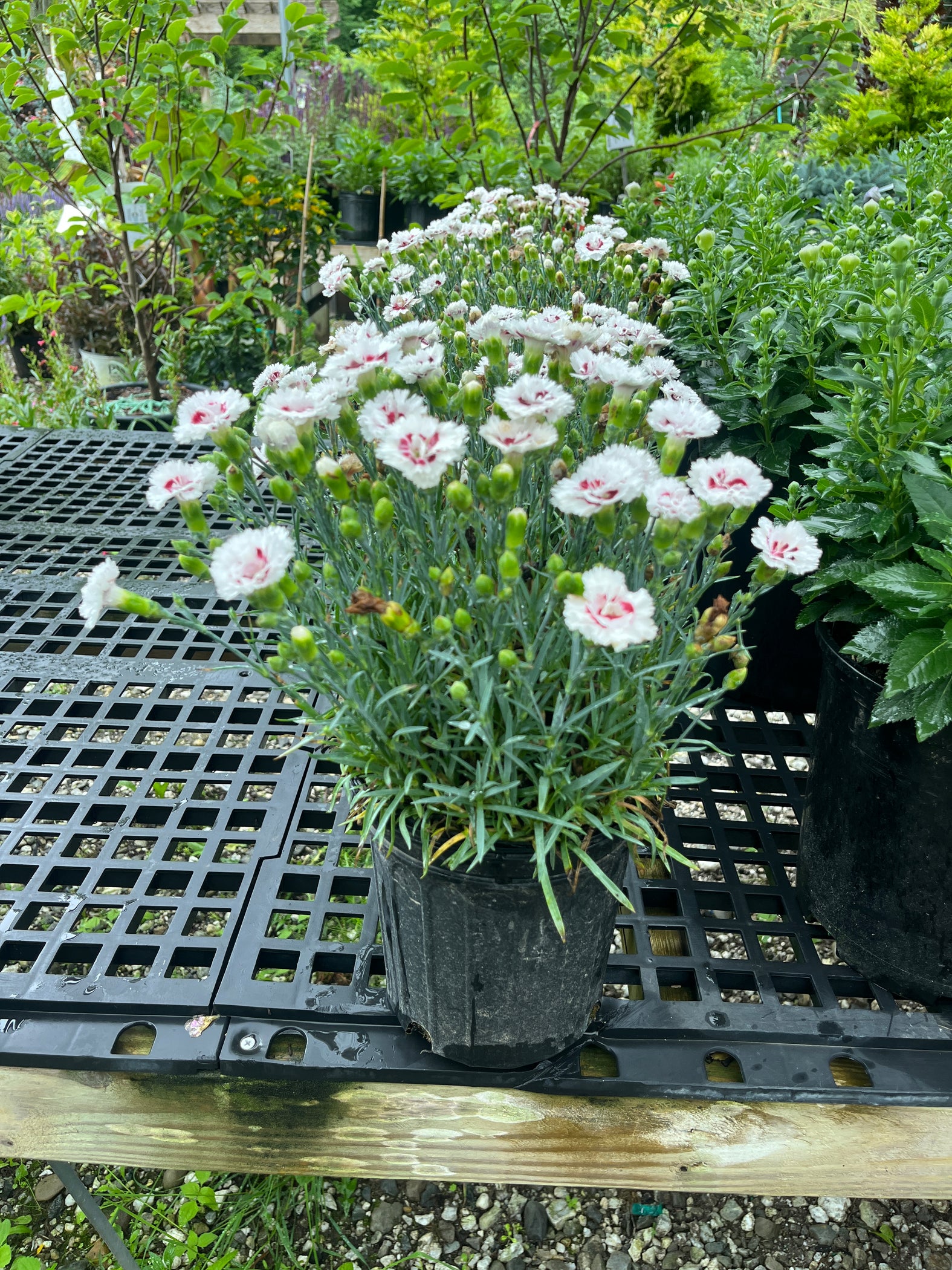 Scent First Coconut Surprise Dianthus For Sale Online! — Gardens of the ...