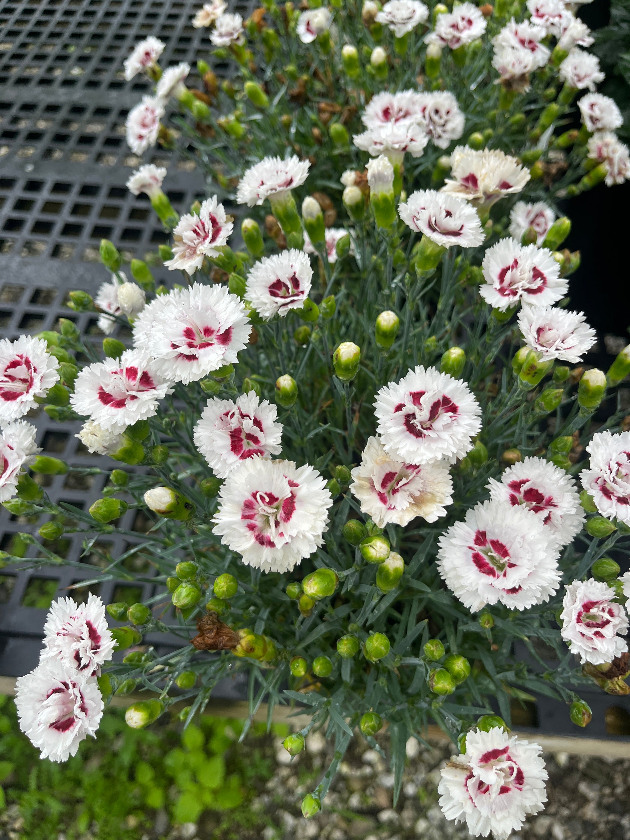 Scent First Coconut Surprise Dianthus For Sale Online! — Gardens of the ...