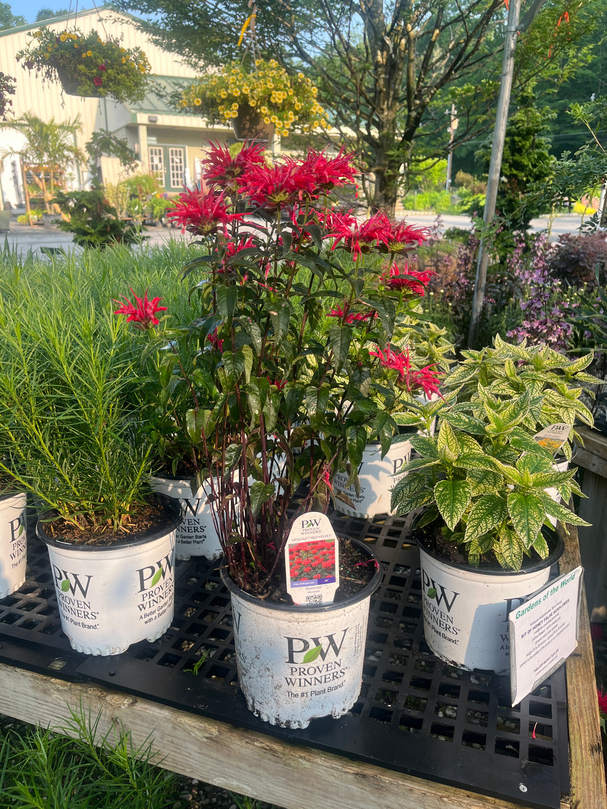 Upscale Red Velvet Bee Balm For Sale Online! | Proven Winners Variety ...