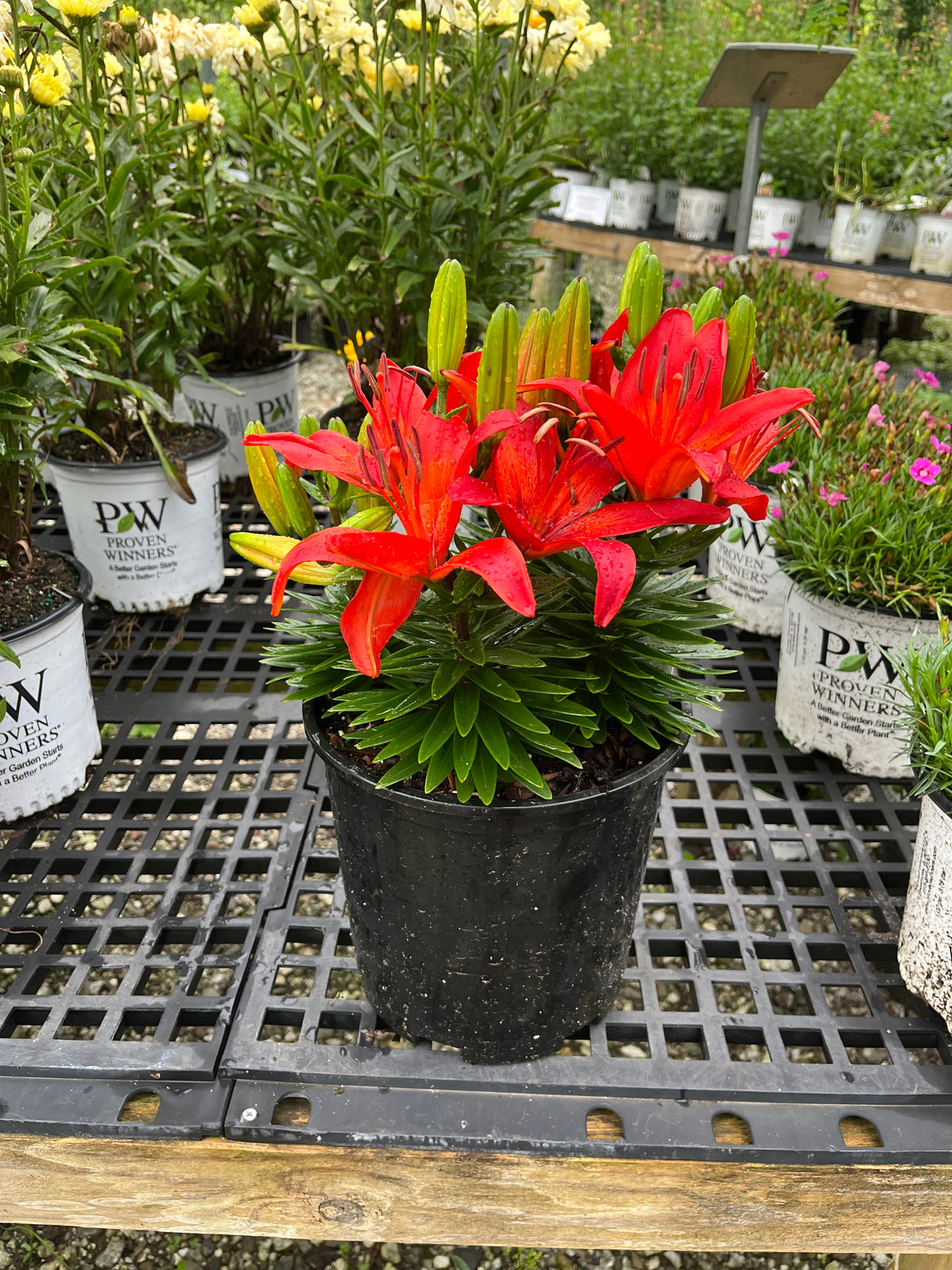 Matrix Asiatic Lily For Sale Online! | Great Flowers in Spring ...