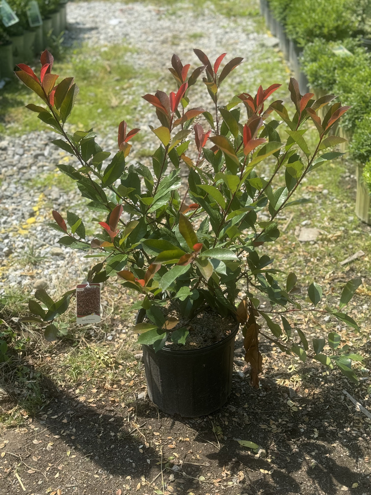 Red Tip Photinia For Sale Online! | Great Red Color! — Gardens of the World
