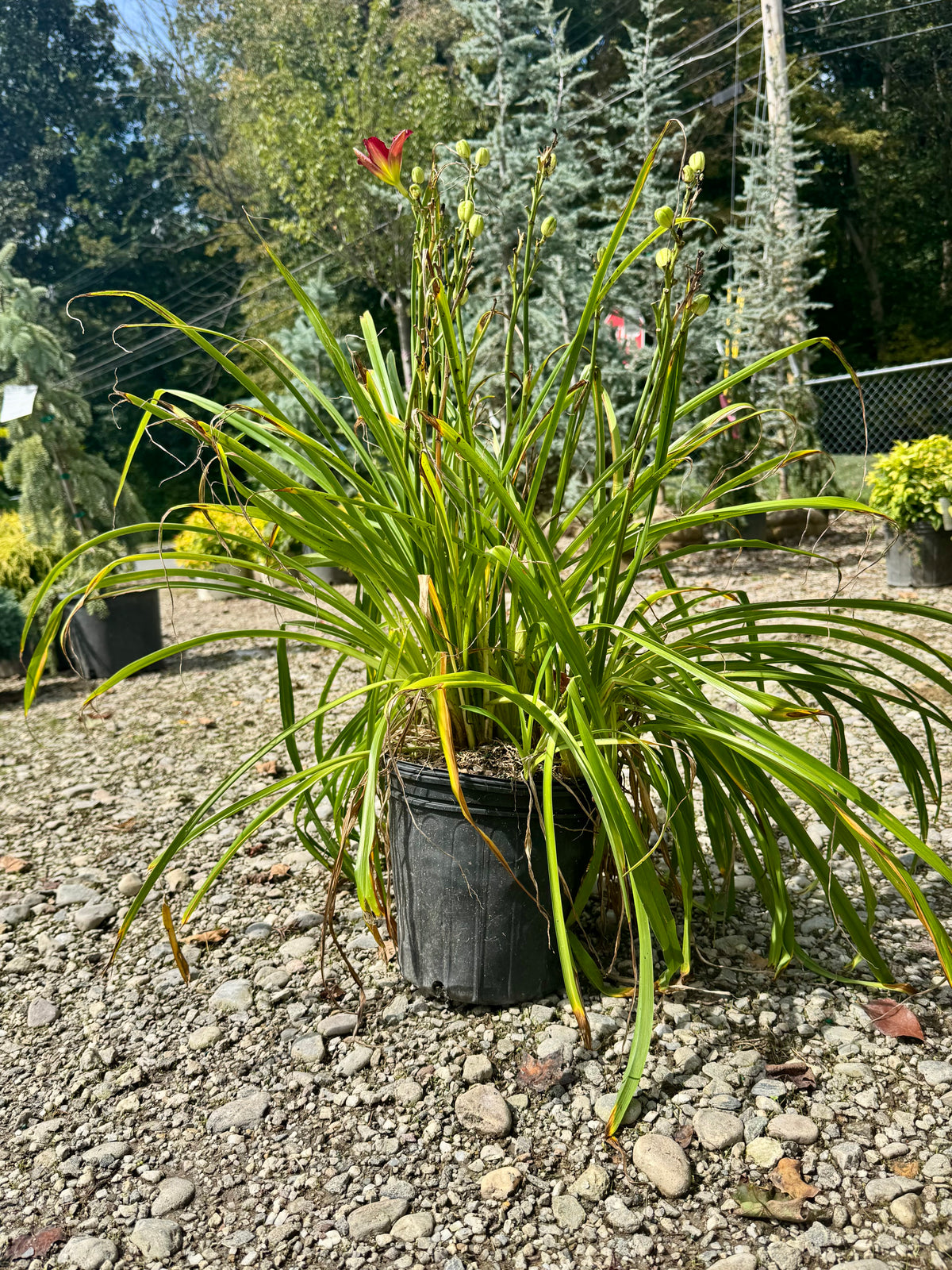 Ruby Stella Daylily For Sale Online! | Great Red Flowers! — Gardens of ...