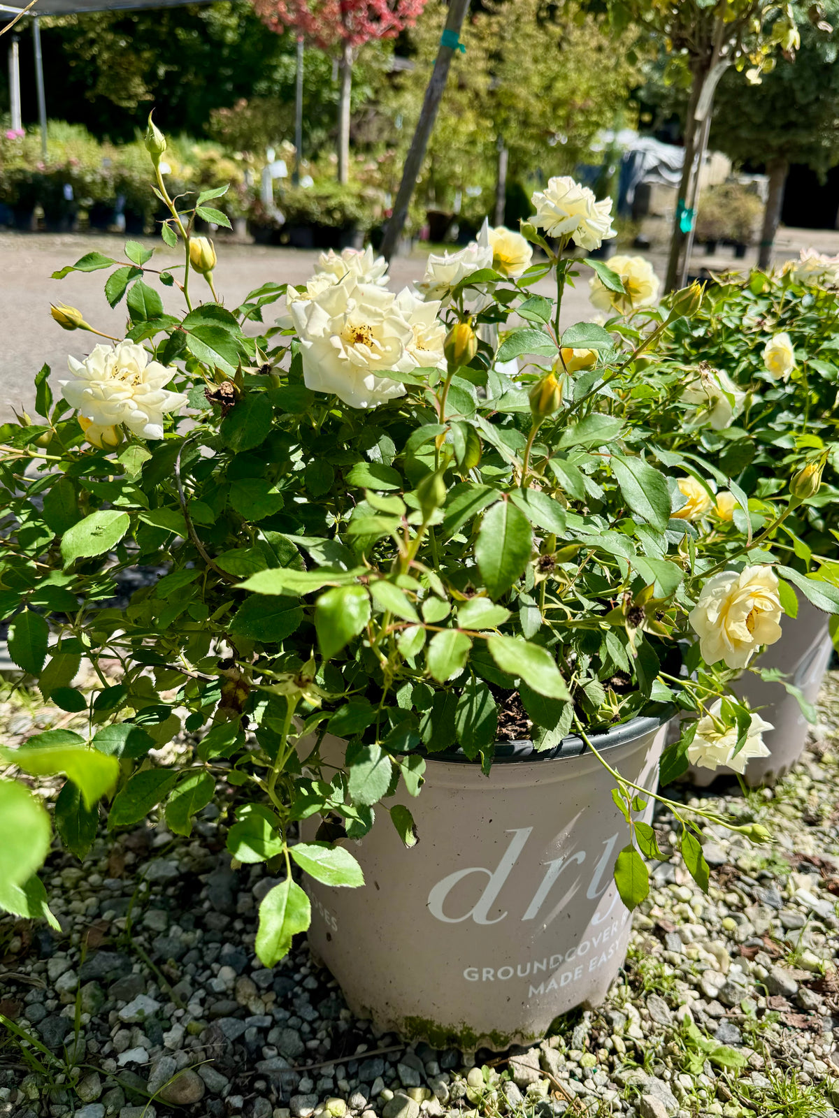 Buttercream Drift® Rose For Sale Online! | Creamy Yellow Blooms ...