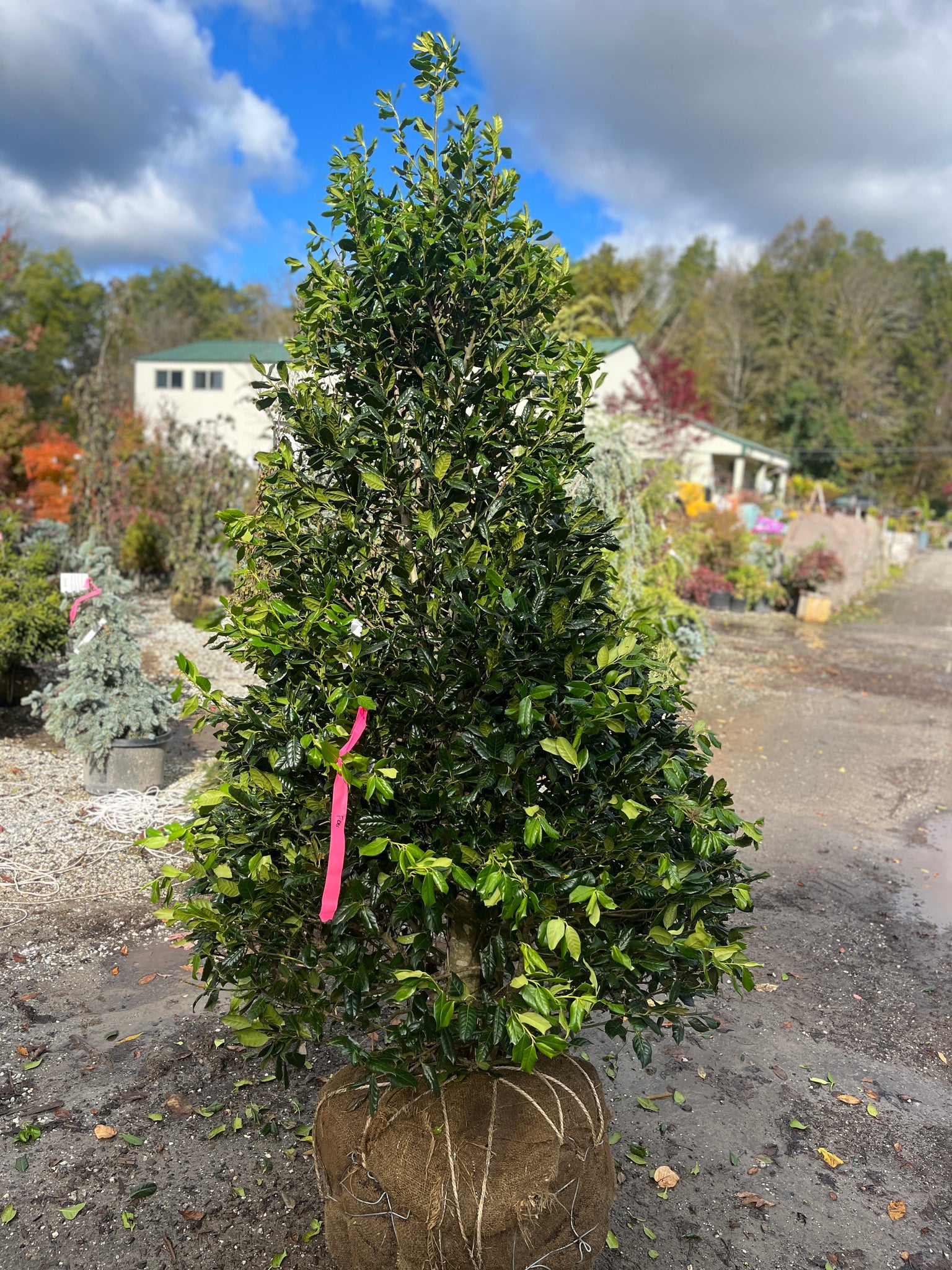 Best Privacy Trees — Gardens of the World