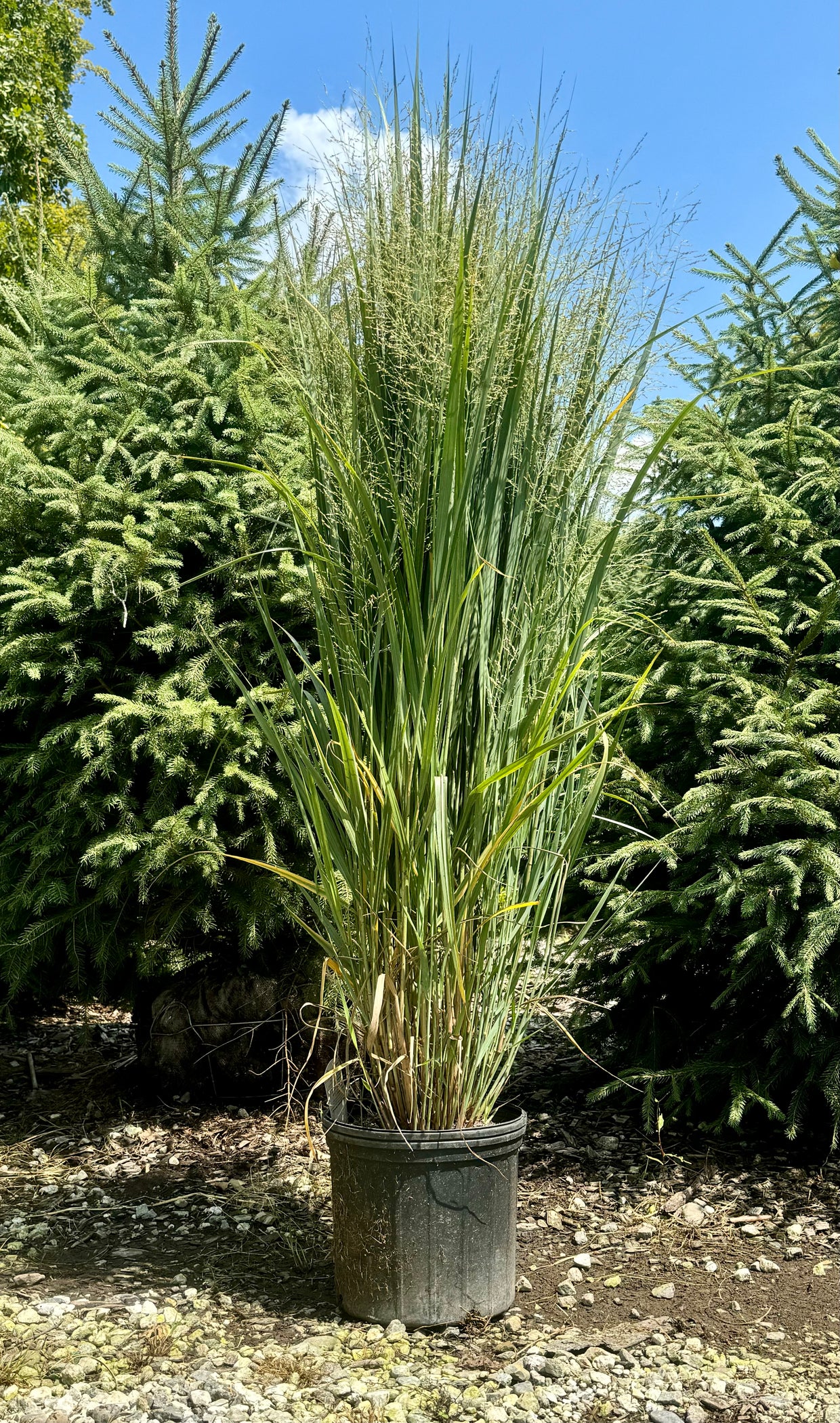Northwind Switchgrass — Gardens of the World