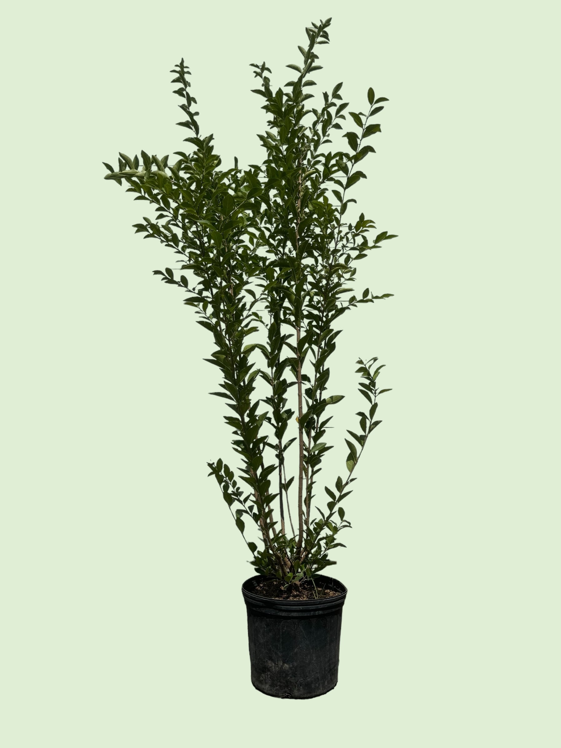 California Privet For Sale Online! — Gardens of the World