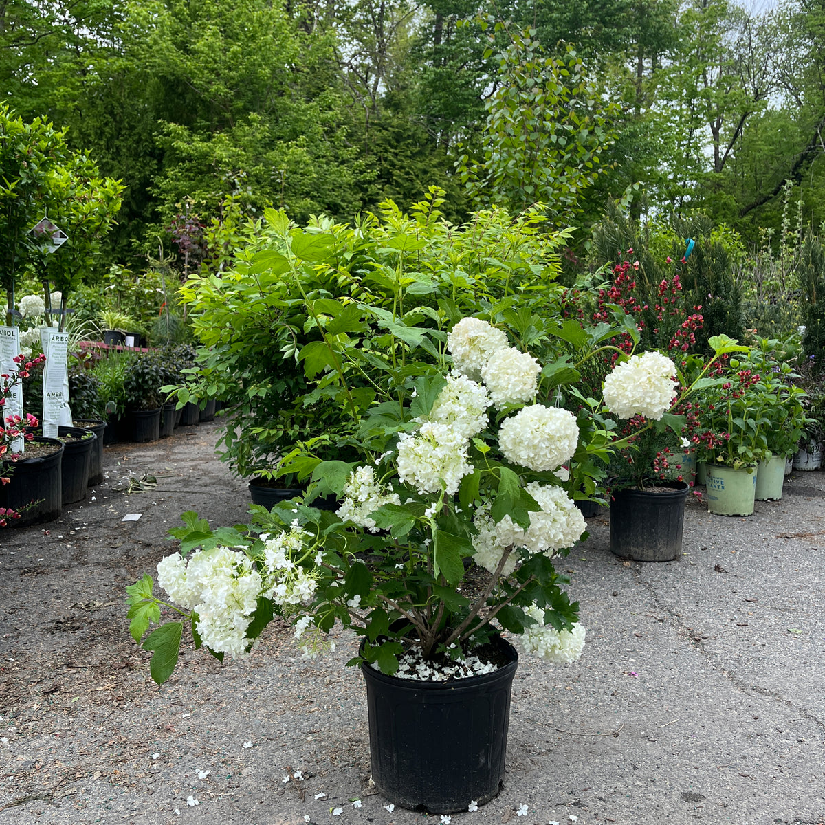 Eastern Snowball Viburnum For Sale Online ! | Fragrant White Flowers ...