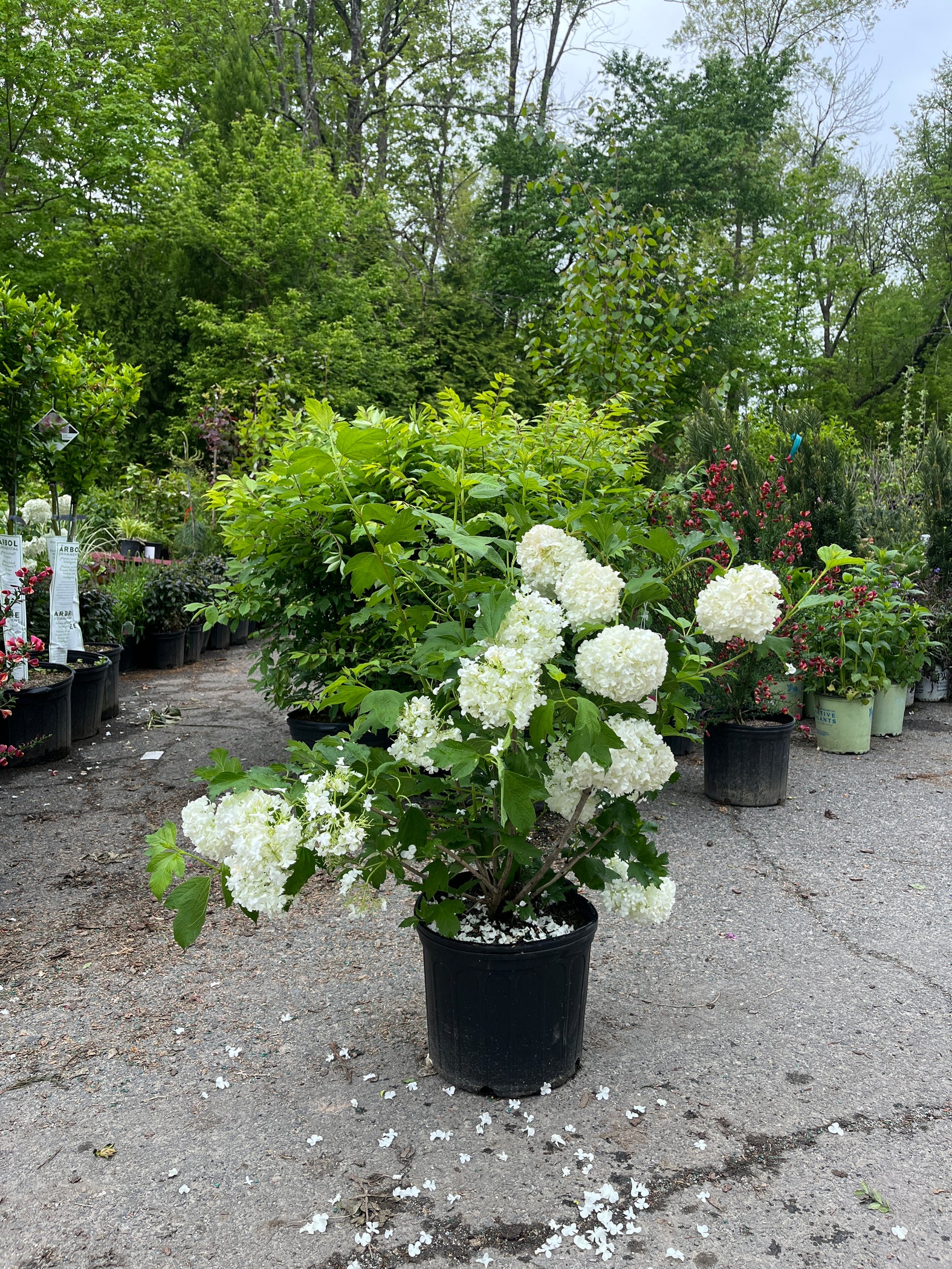 Eastern Snowball Viburnum For Sale Online ! | Fragrant White Flowers ...